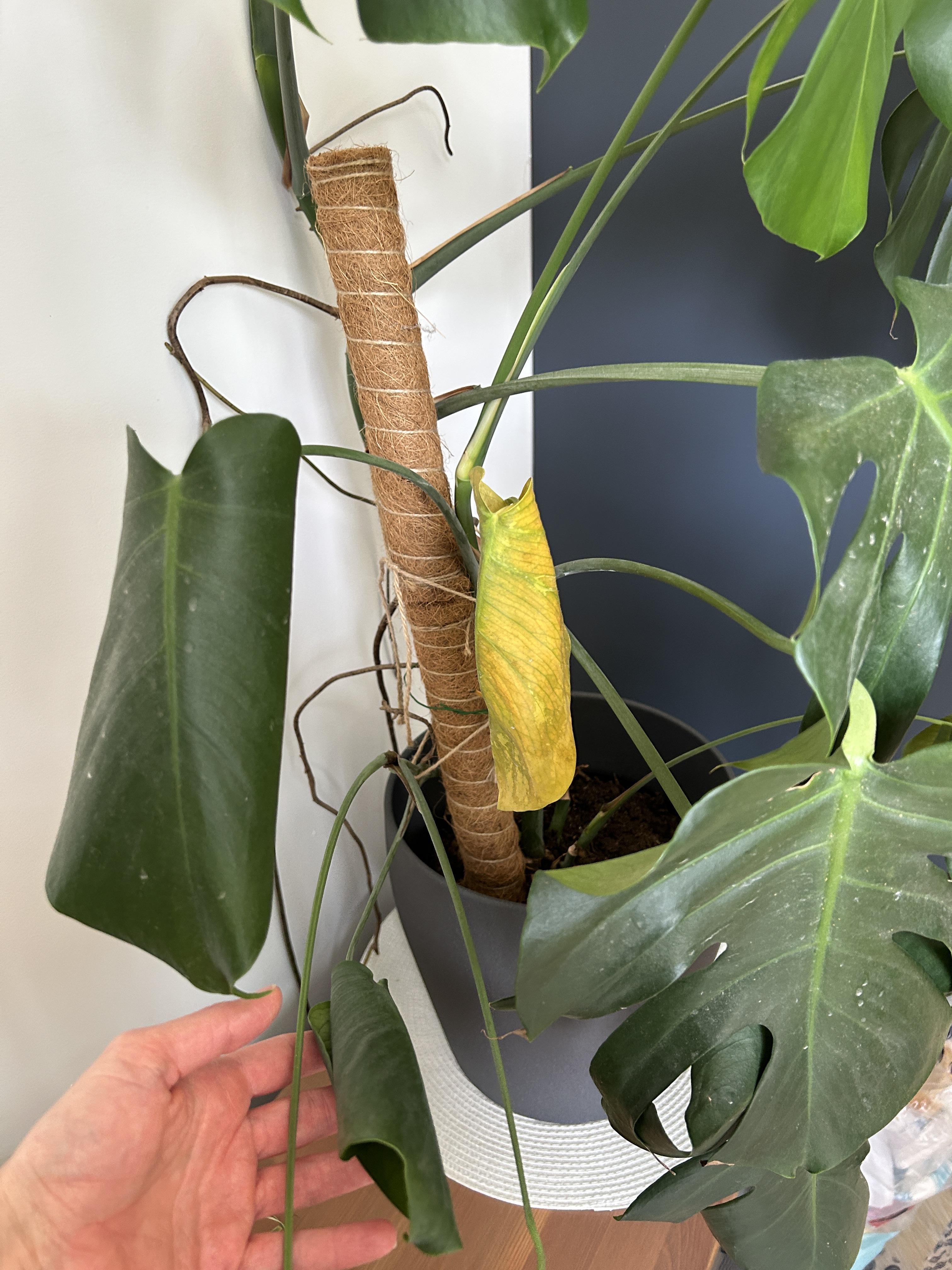 Monstera and spider plant | Scrolller