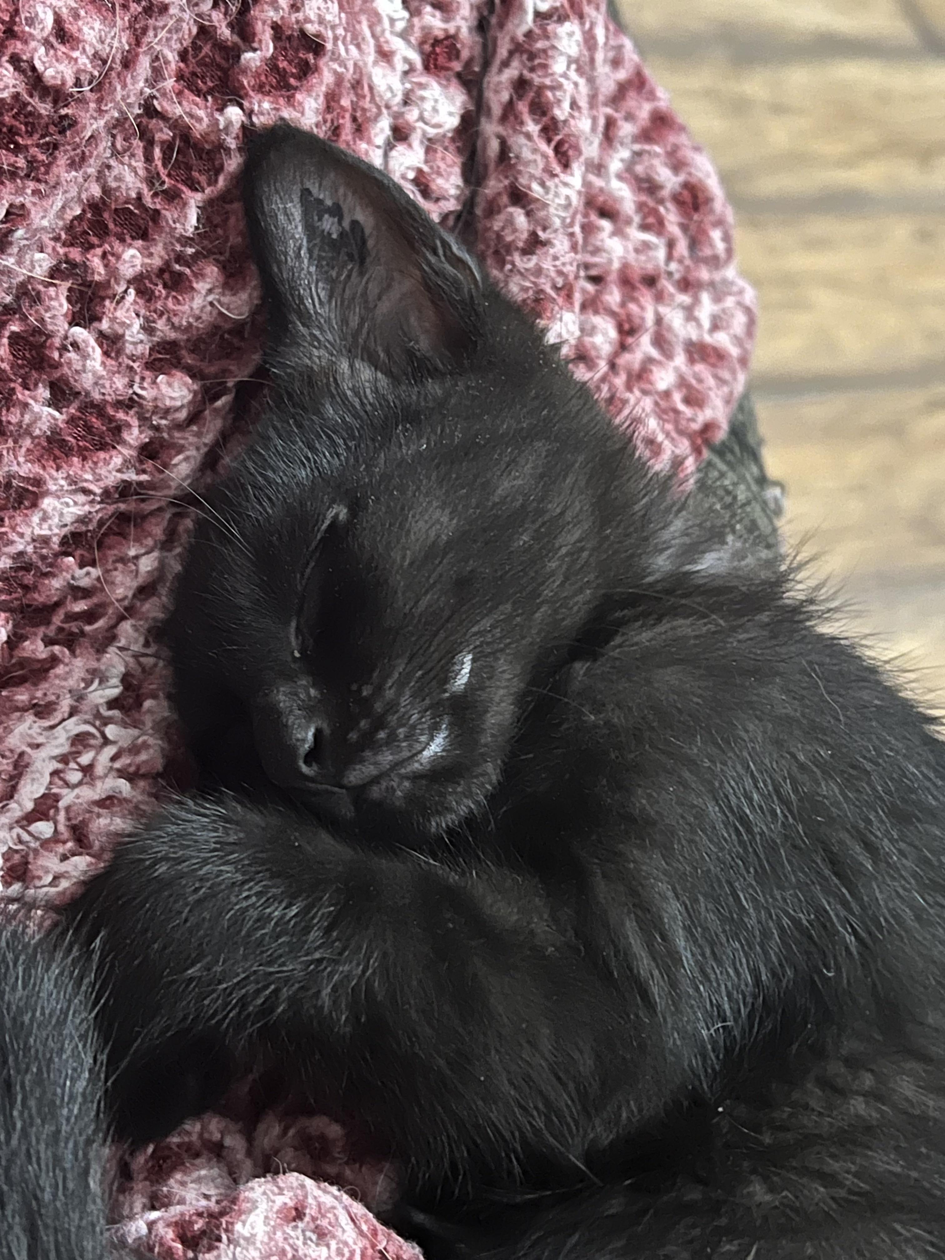 Smol Void | Scrolller