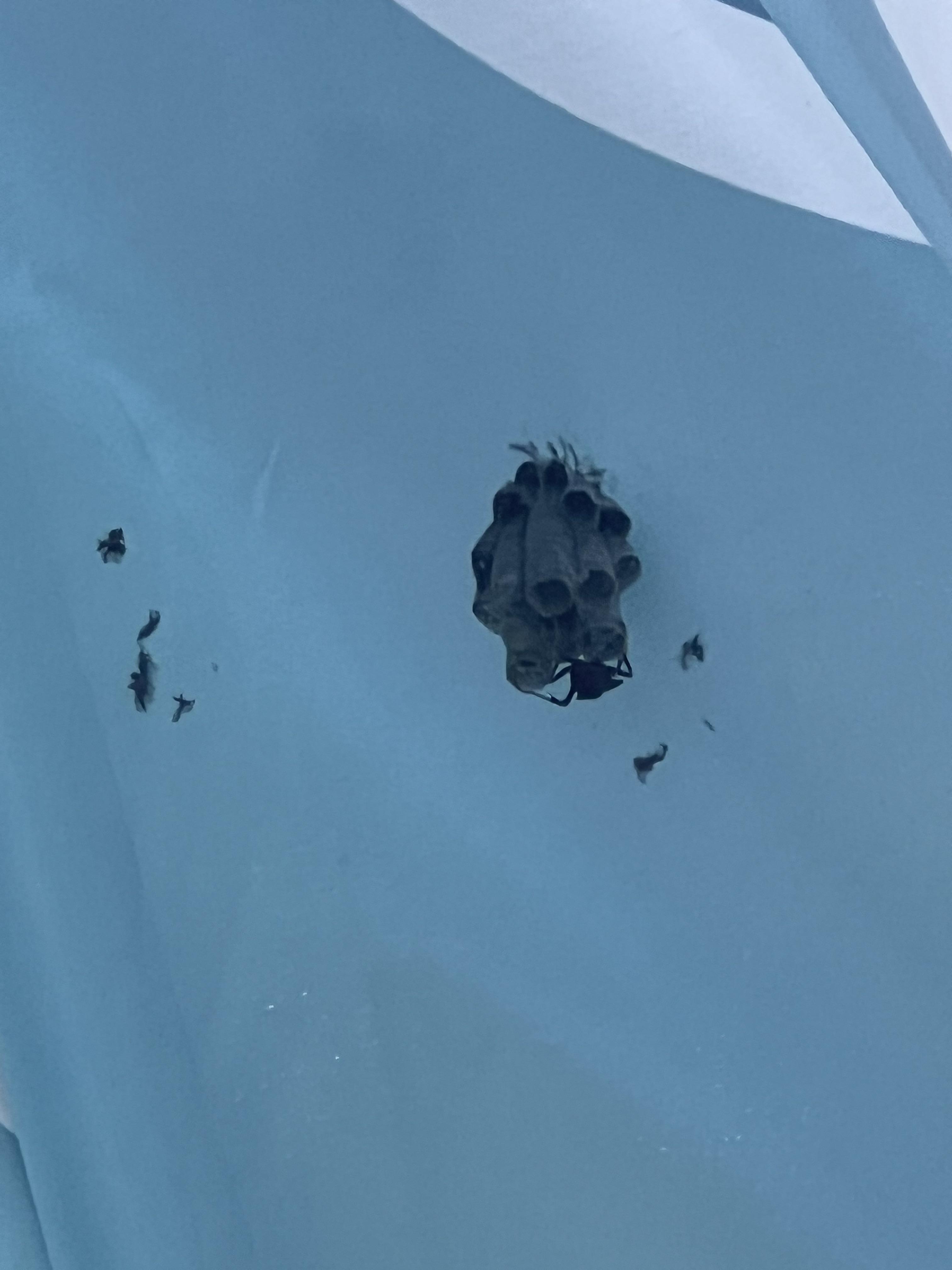 Solitary Great Black Wasp | Scrolller