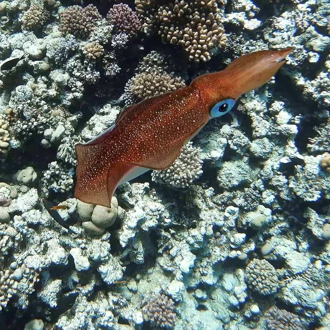 Some squids in the Red Sea | filmed with GoPro 7 | Scrolller