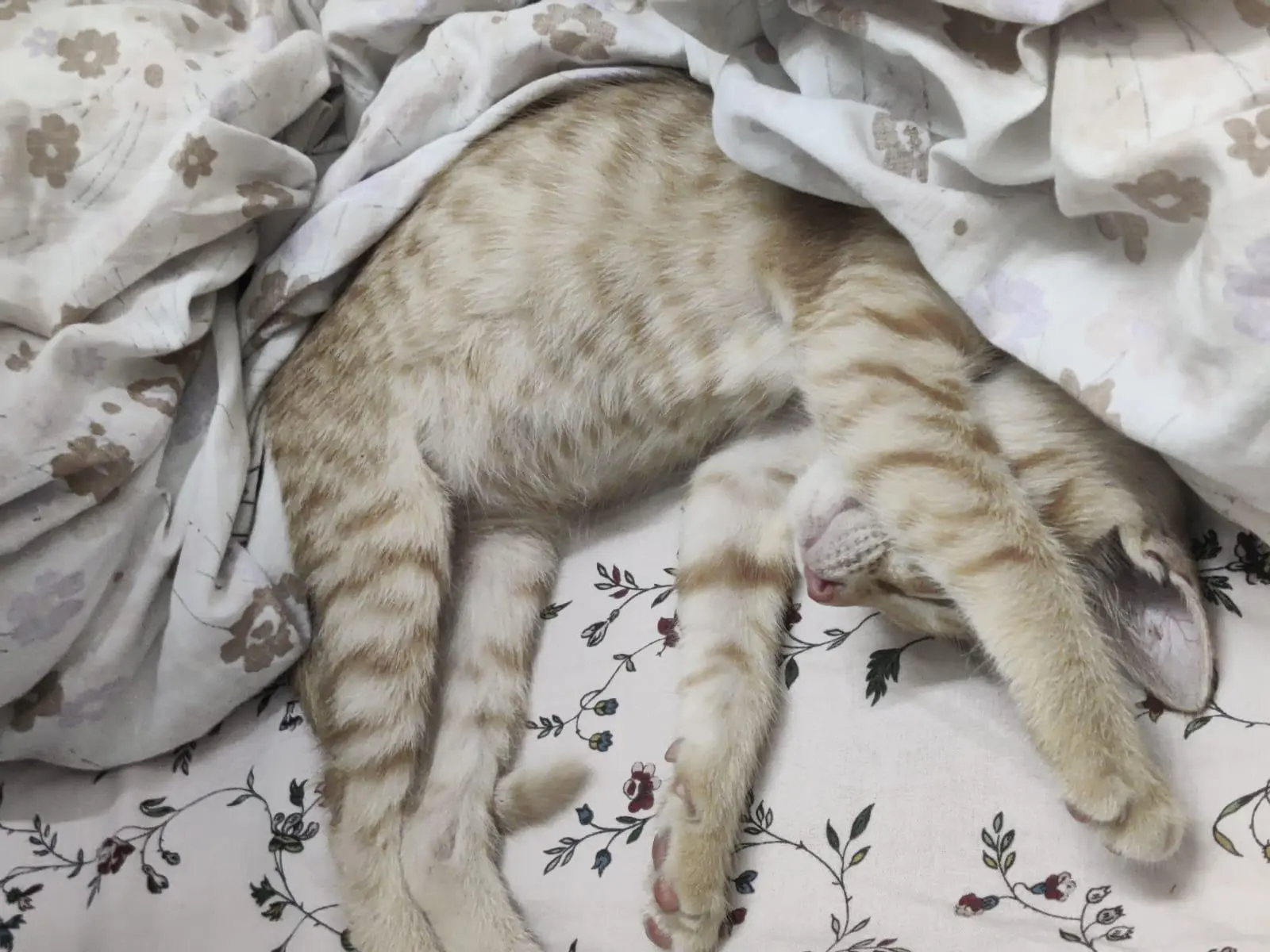 Someone’s sleepy | Scrolller