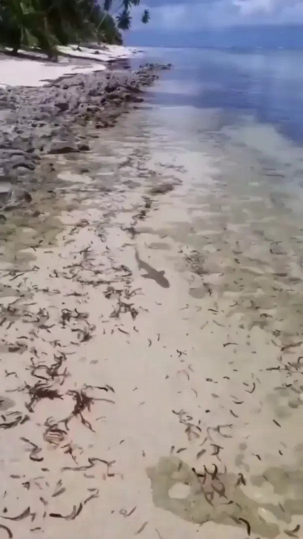 Something's FISHY | Scrolller