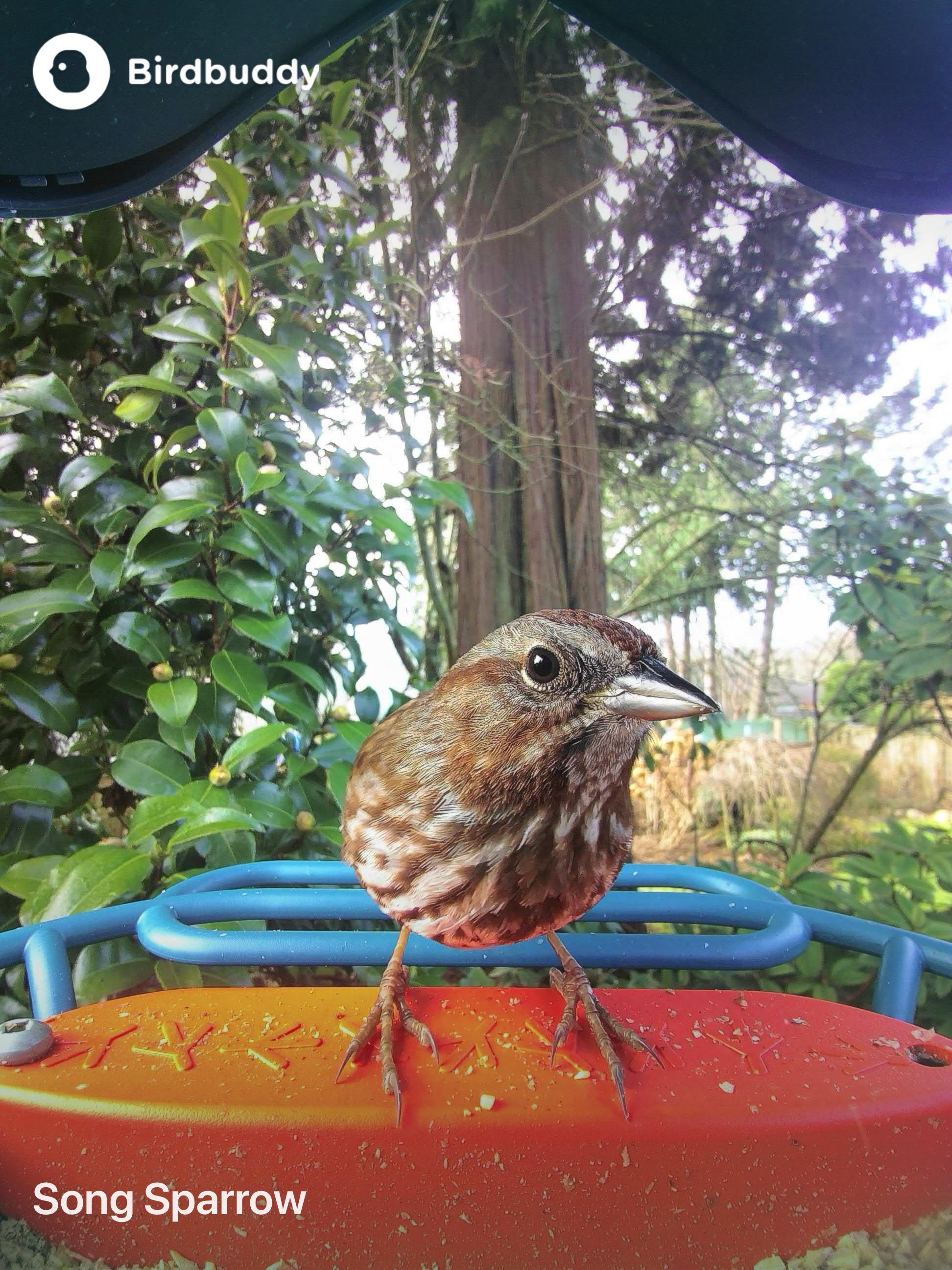 Song Sparrow BC Canada | Scrolller