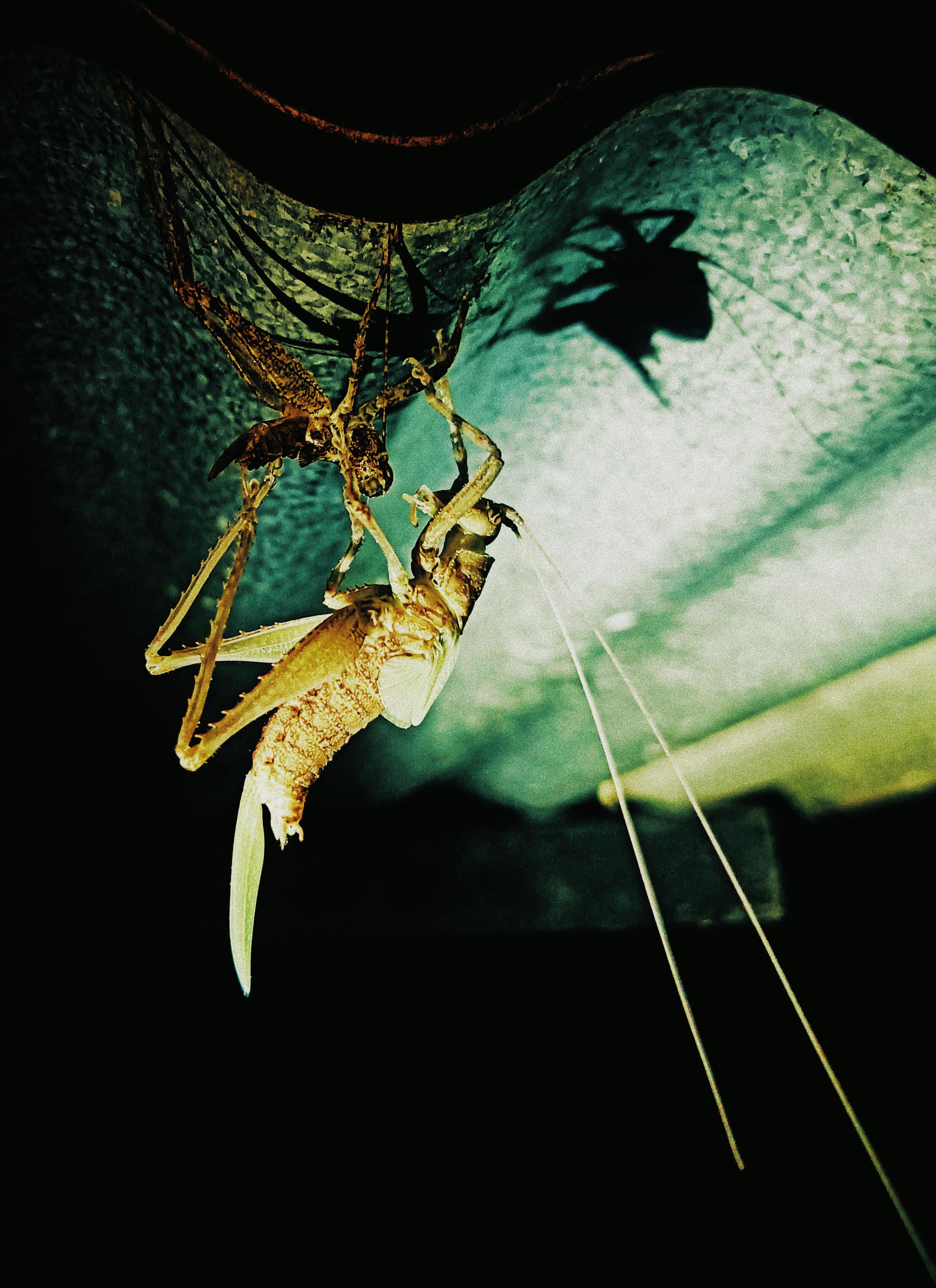 Southern pacific region Costa Rica. Someone who can identify? | Scrolller