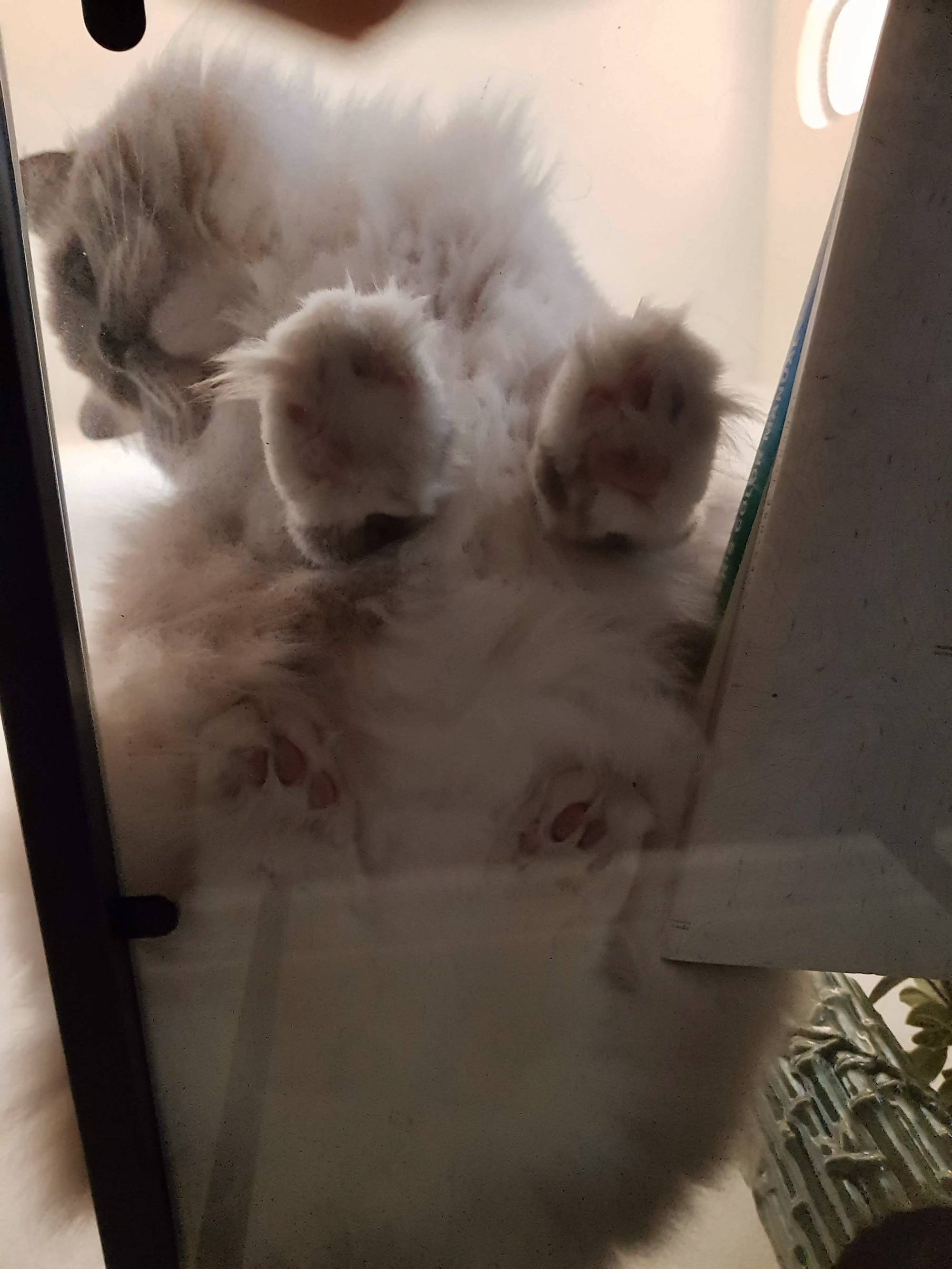 Soybean’s toe beans | Scrolller