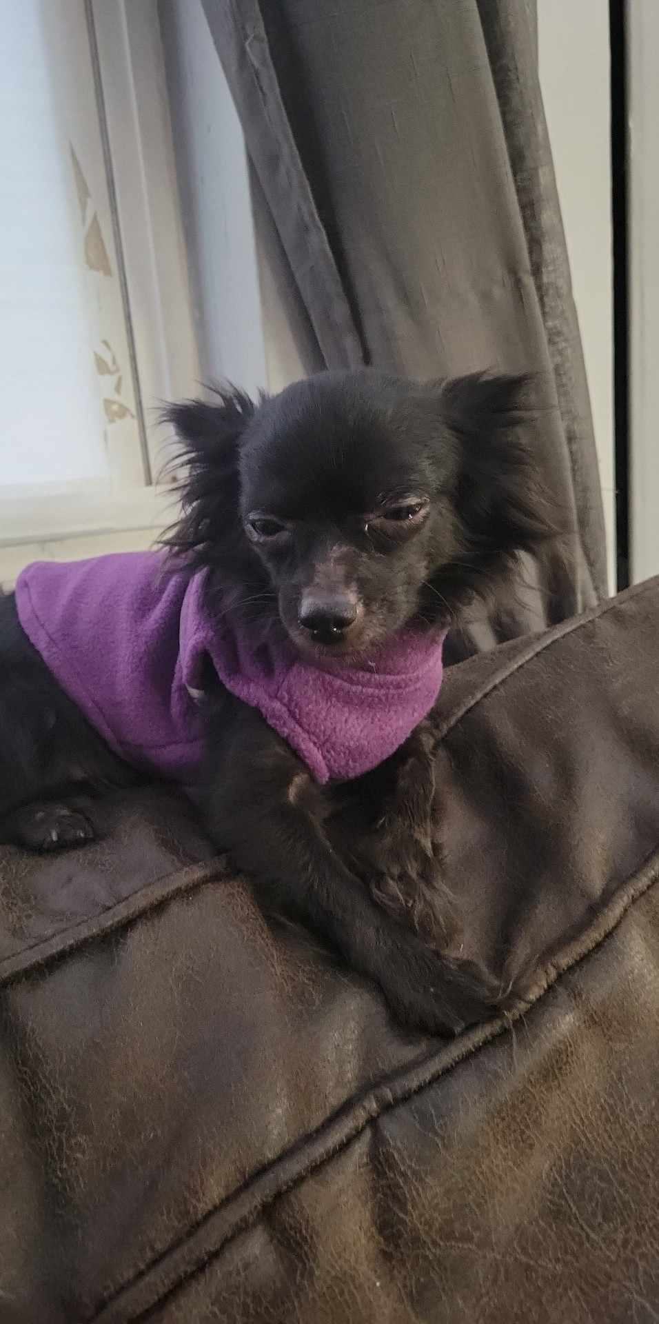 This is Bruno | Scrolller