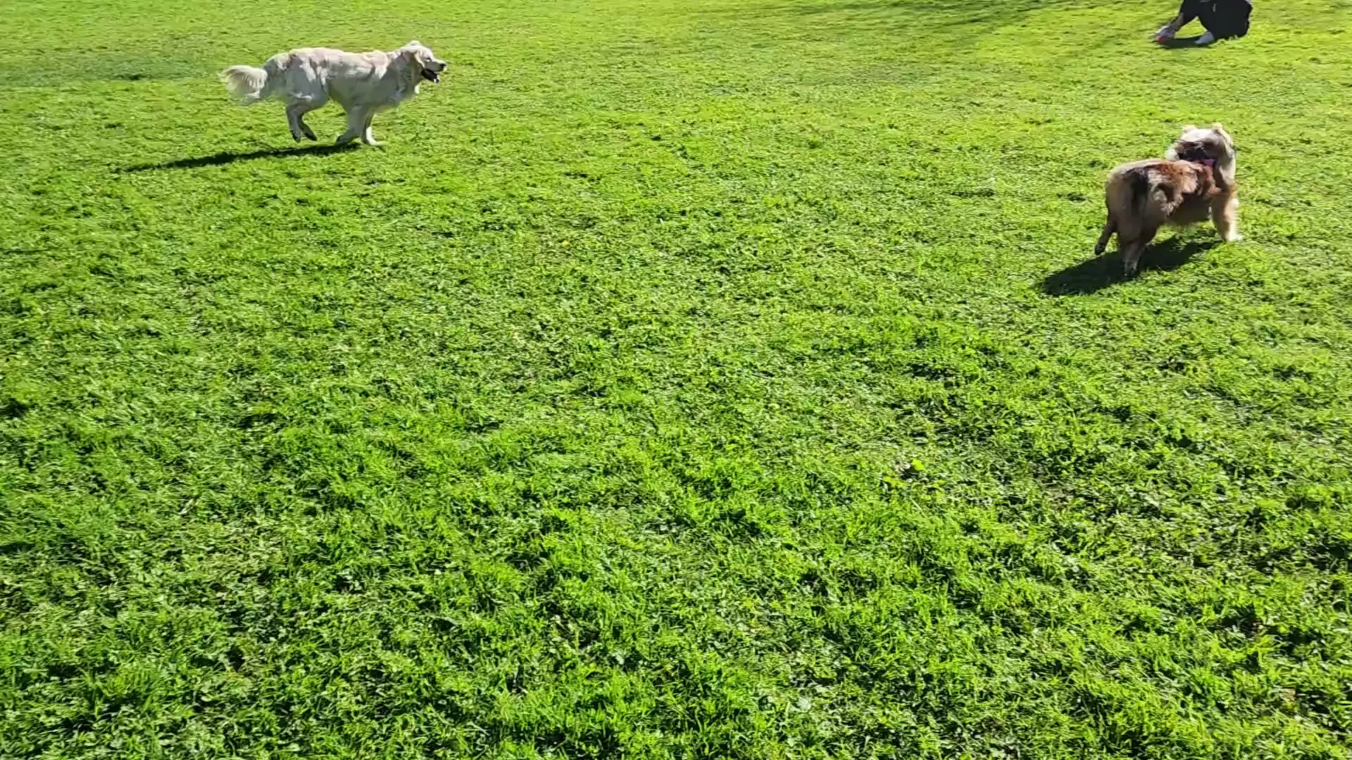 Speed Demon | Scrolller