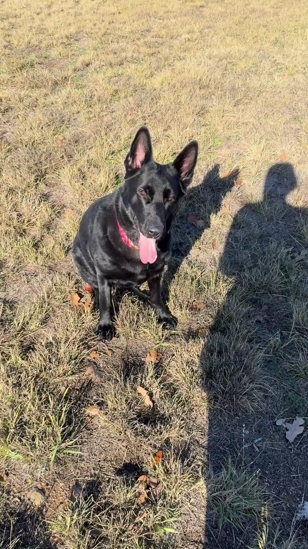 Discover more like Germanshepherds: Spin. and Related Content | Scrolller