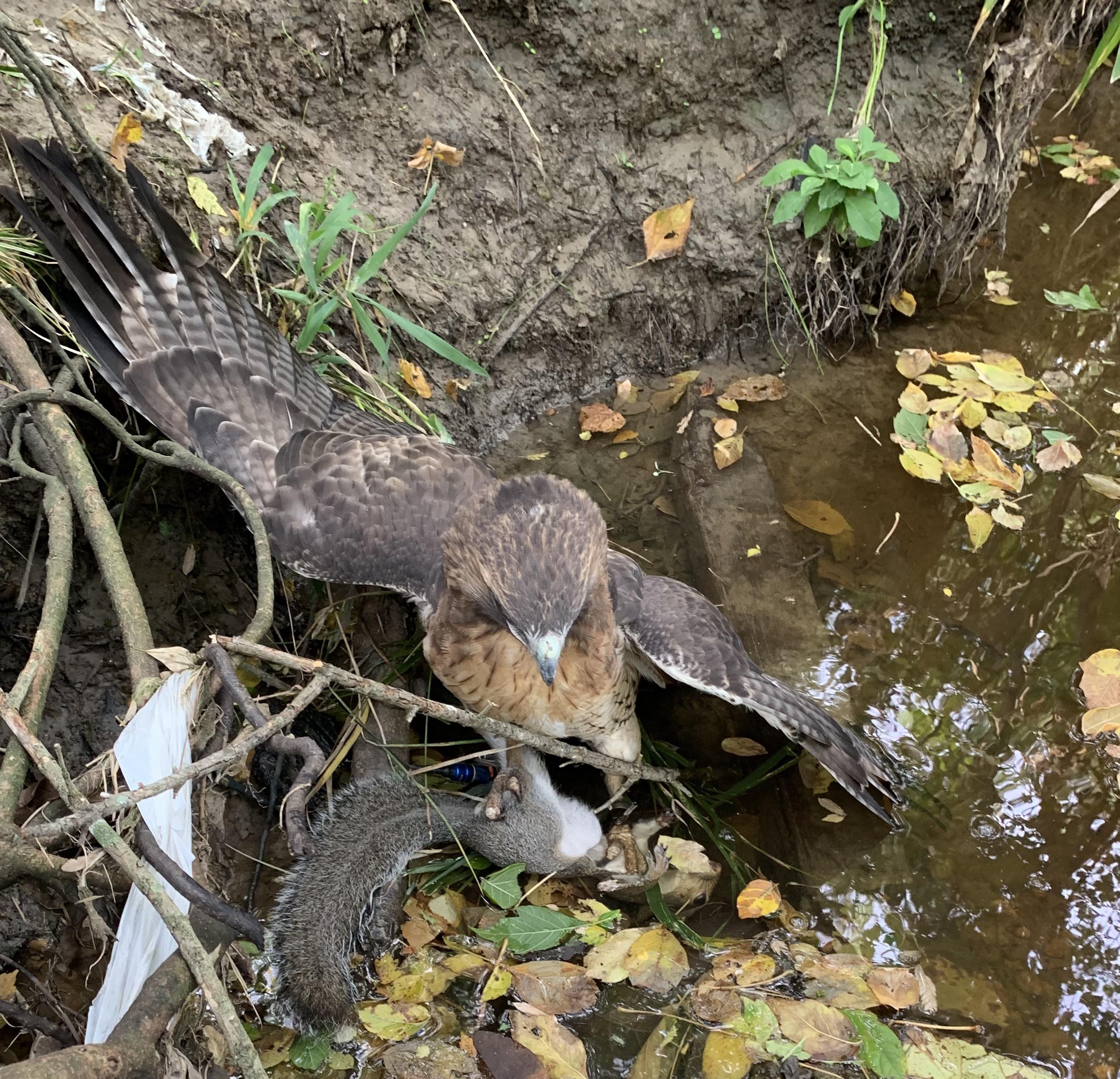 Spud likes drowning squirrels | Scrolller