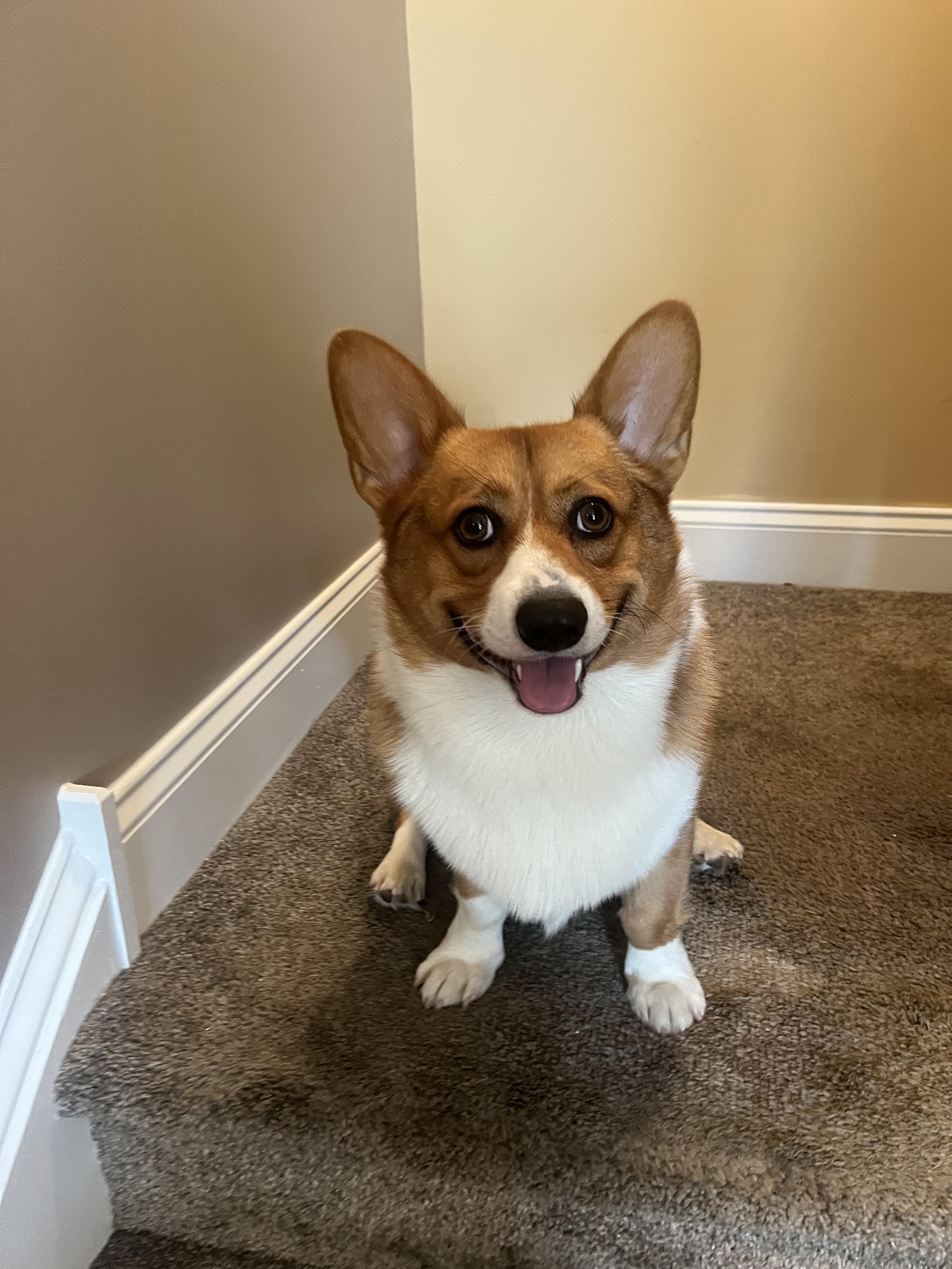 Anyone else's corgi always camera ready?🐾🤭 | Scrolller