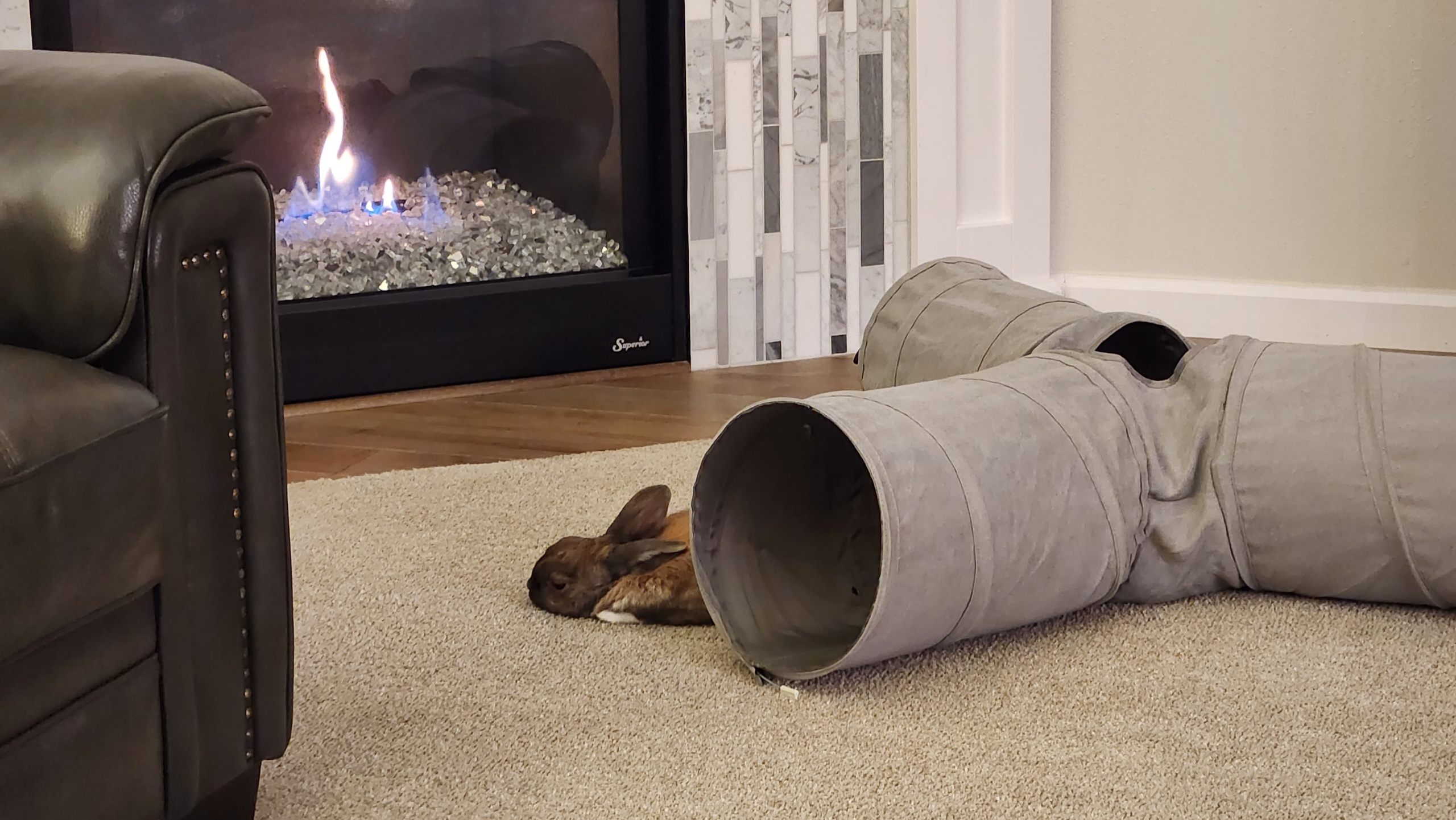 Uhh does anyone know what the melting point of bunny. | Scrolller