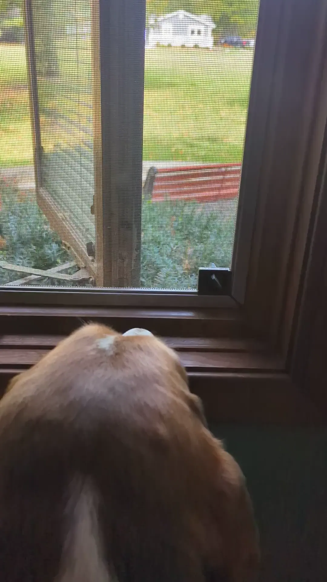 Squirrel Fever! | Scrolller