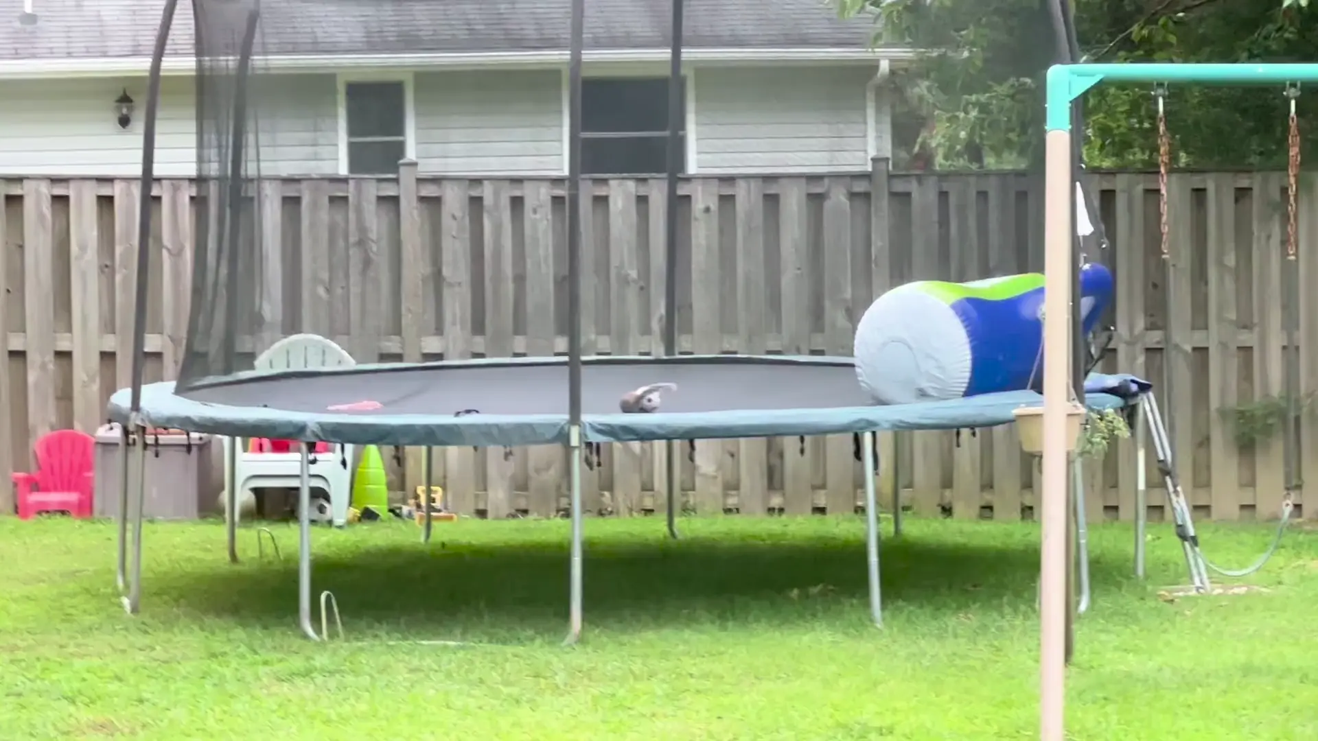 Squirrel Playing on My Trampoline | Scrolller