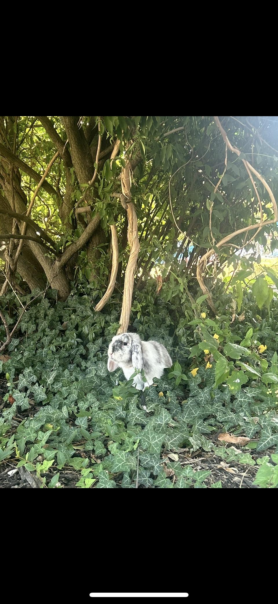 Discover more like Rabbits: Bonding unaltered male with altered female? and Related Content ...