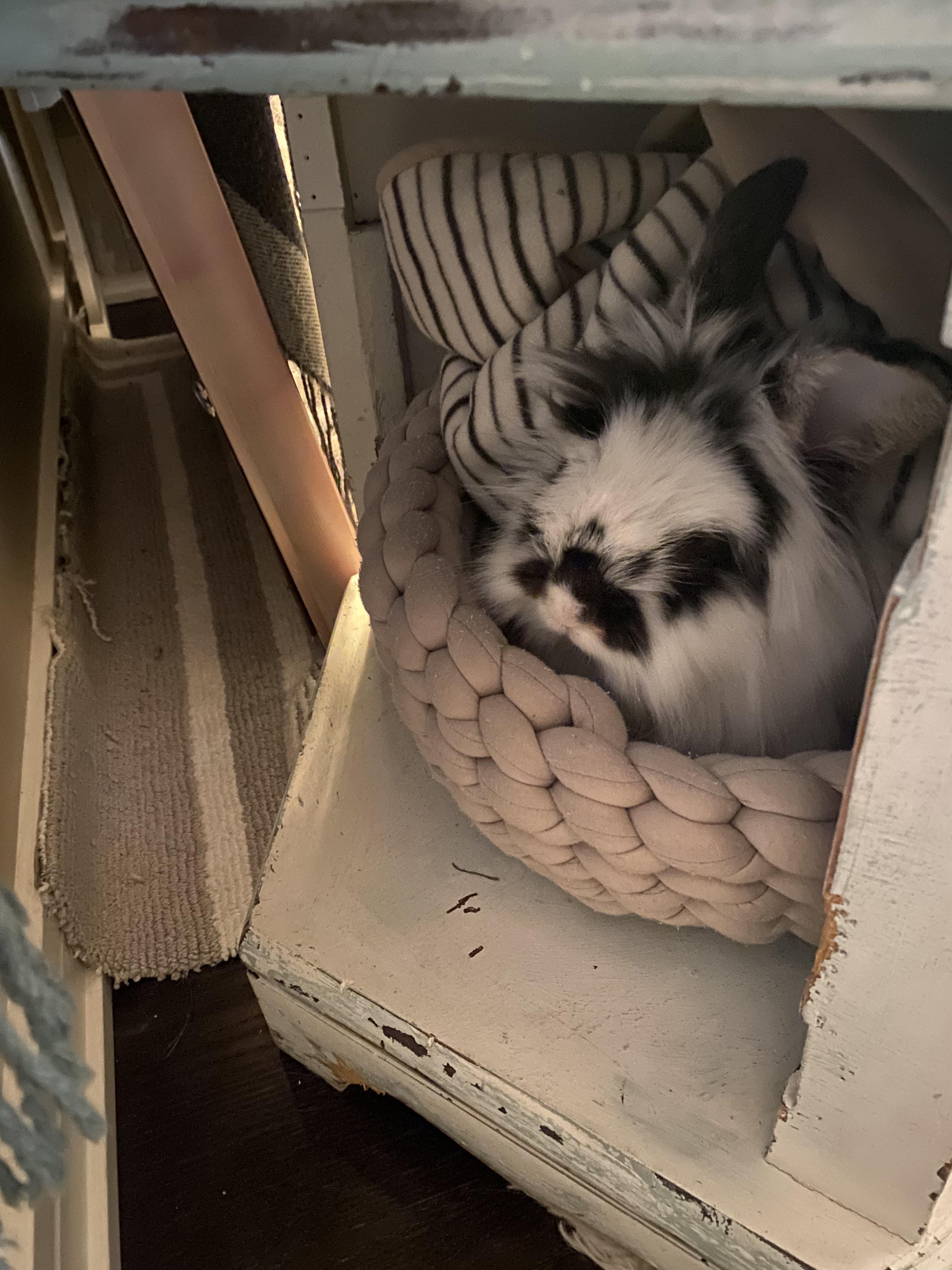 Secret hideout | Scrolller