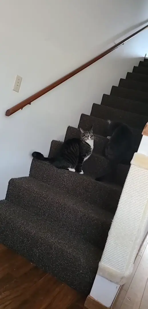 Stair taps | Scrolller