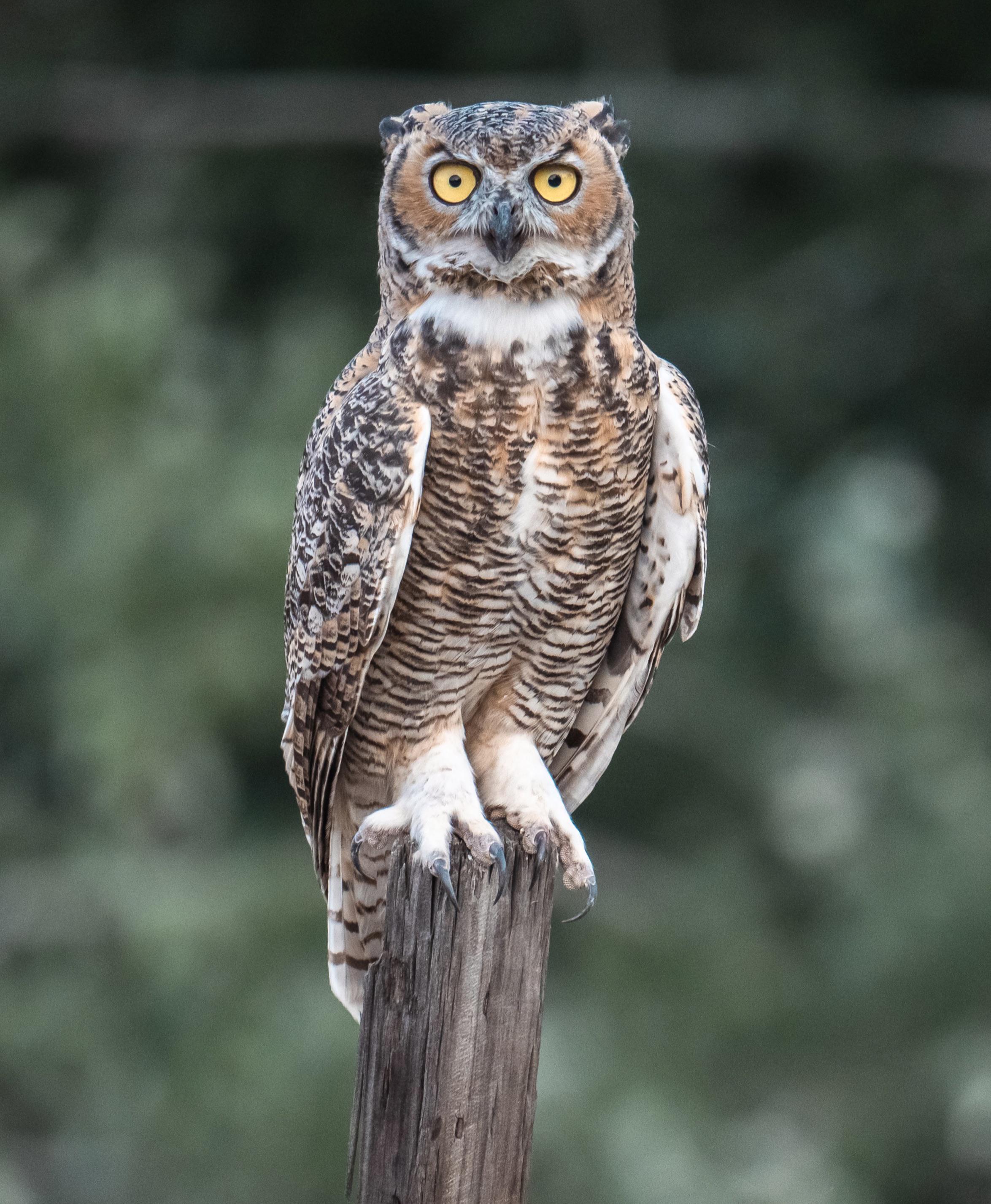 Stare Down | Scrolller