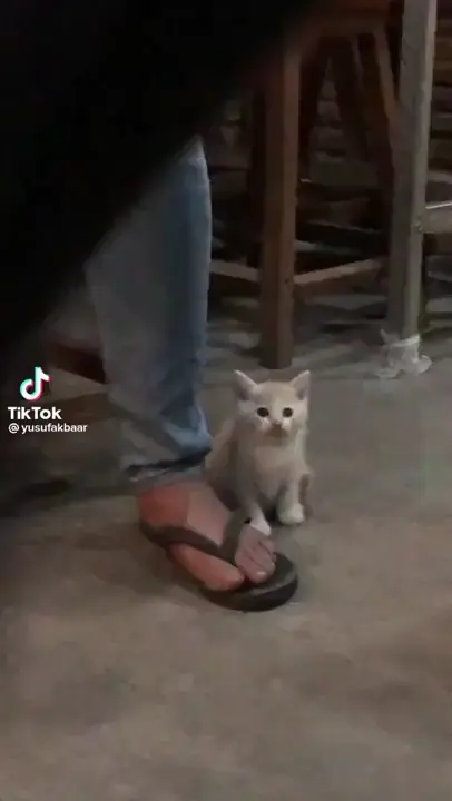 startled smol cat | Scrolller