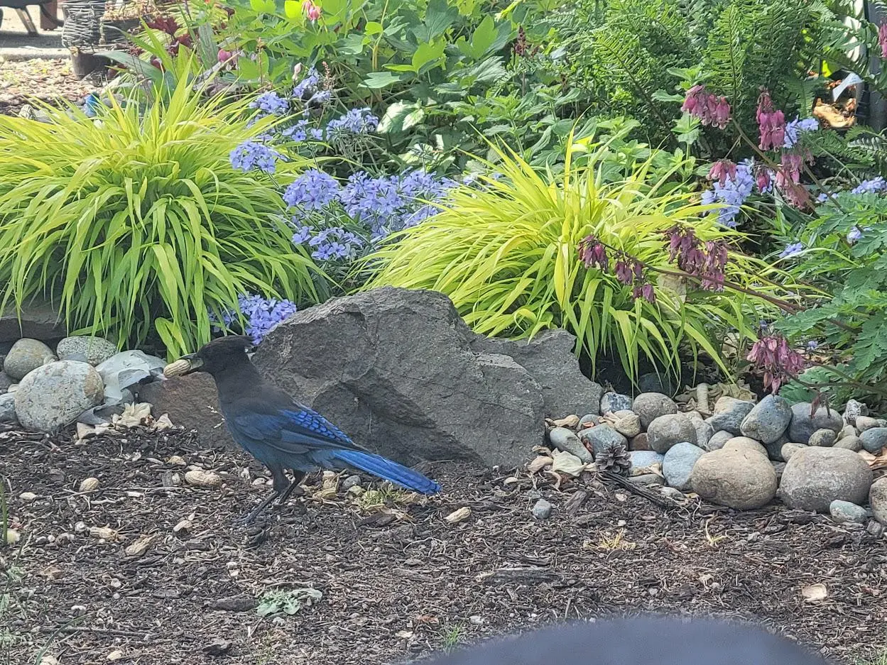 Stellar buddy | Scrolller