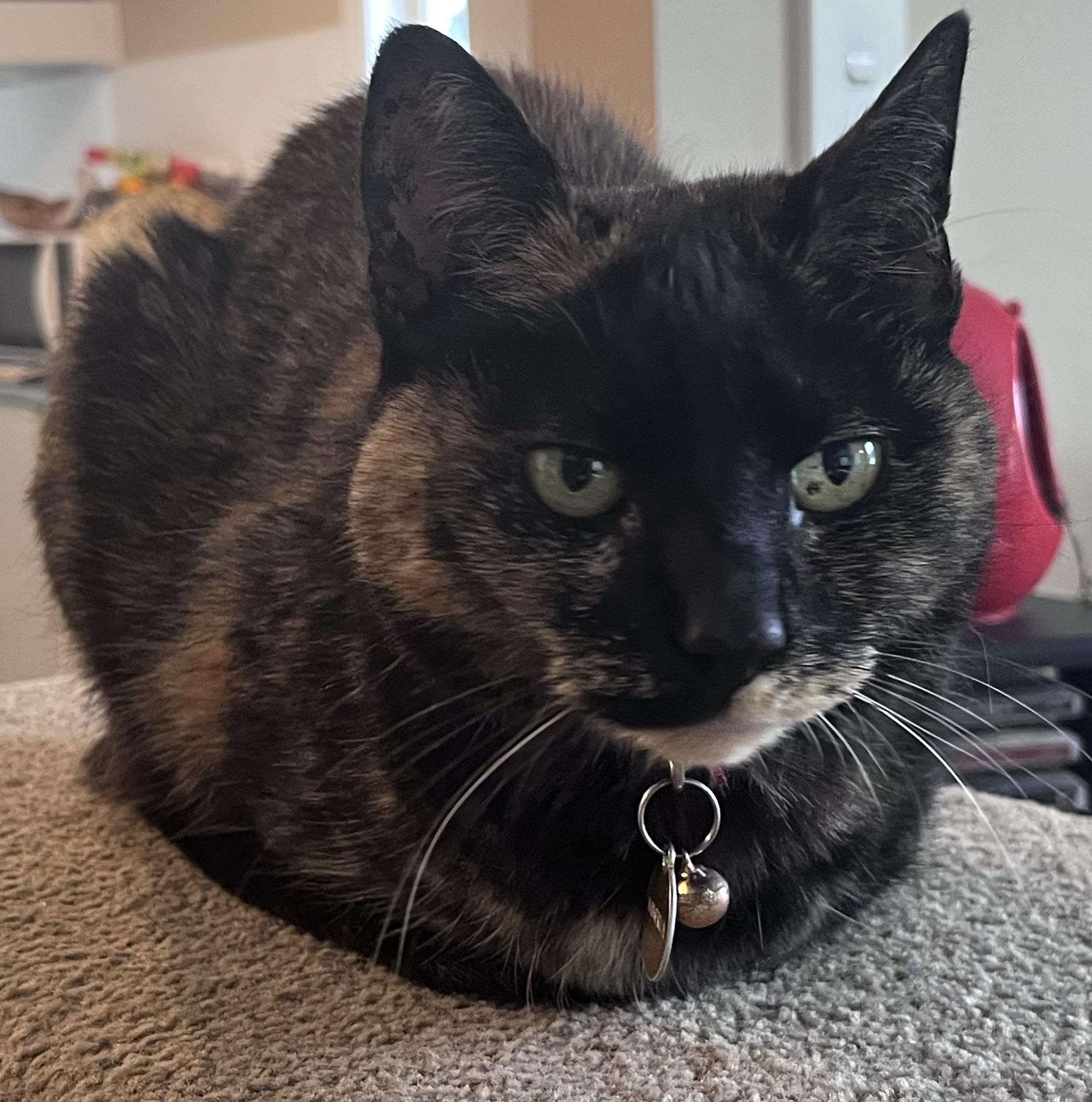 Stoic loaf | Scrolller