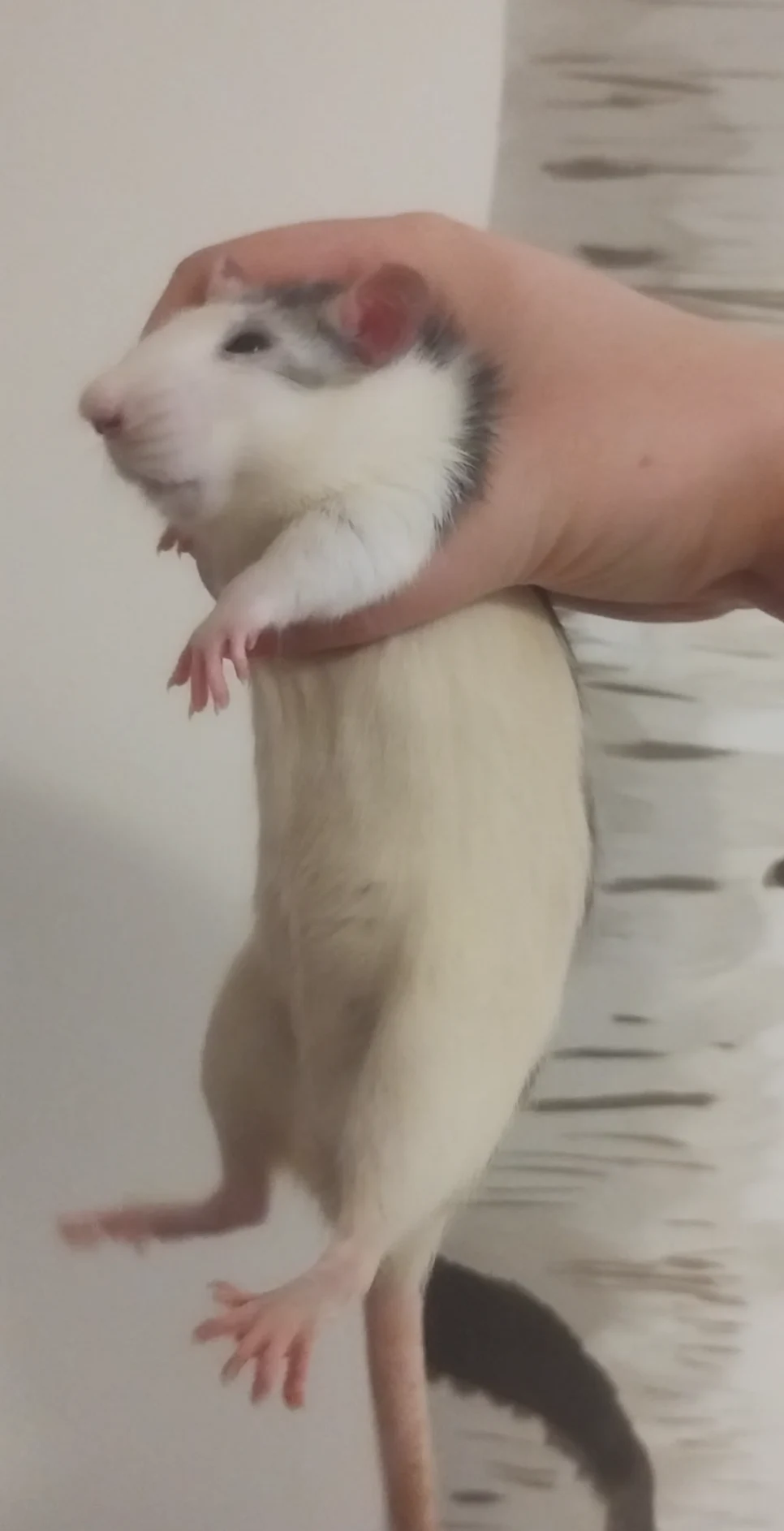 Stop right there criminal scum! | Scrolller