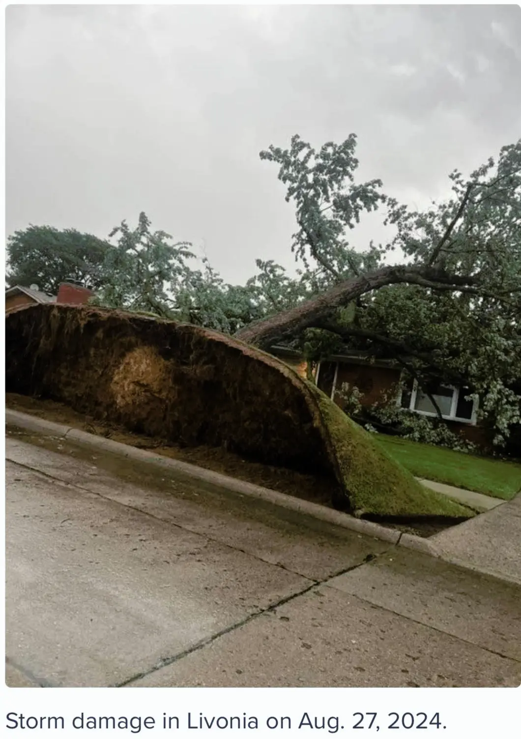 Storms in SE MI blew over a tree and simultaneously removed all the grass. | Scrolller