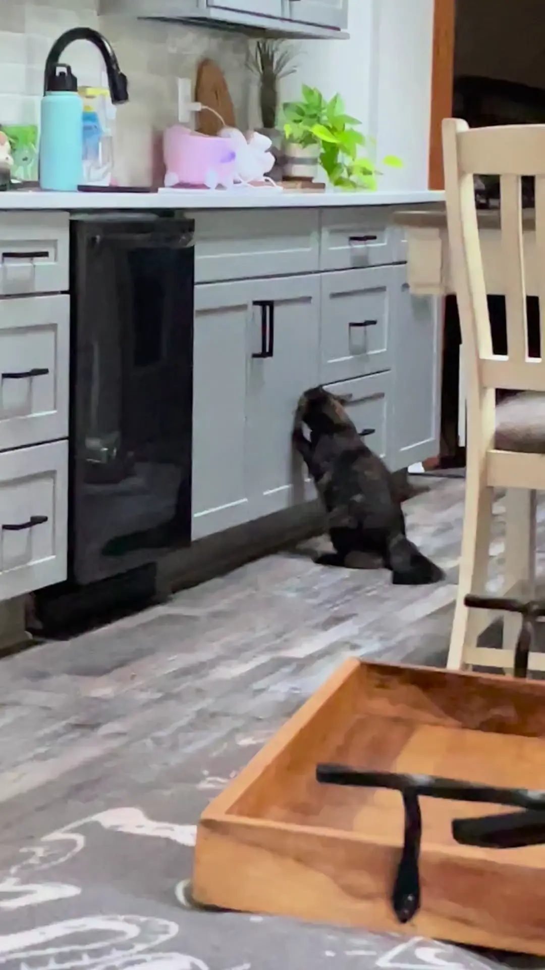 Strange little creature | Scrolller