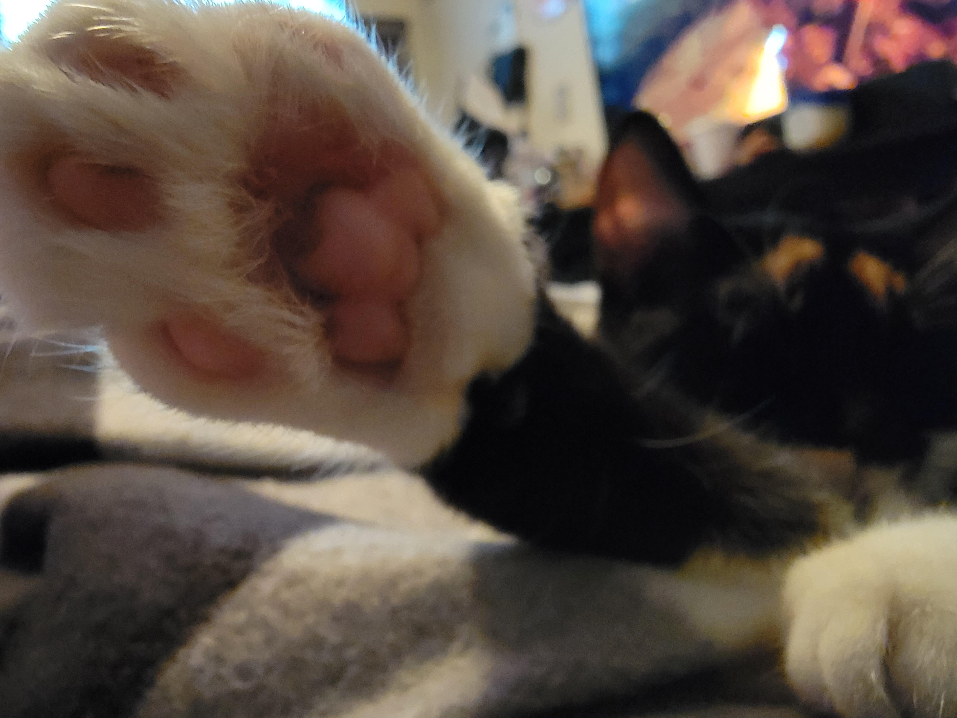 Strawberry beans! | Scrolller