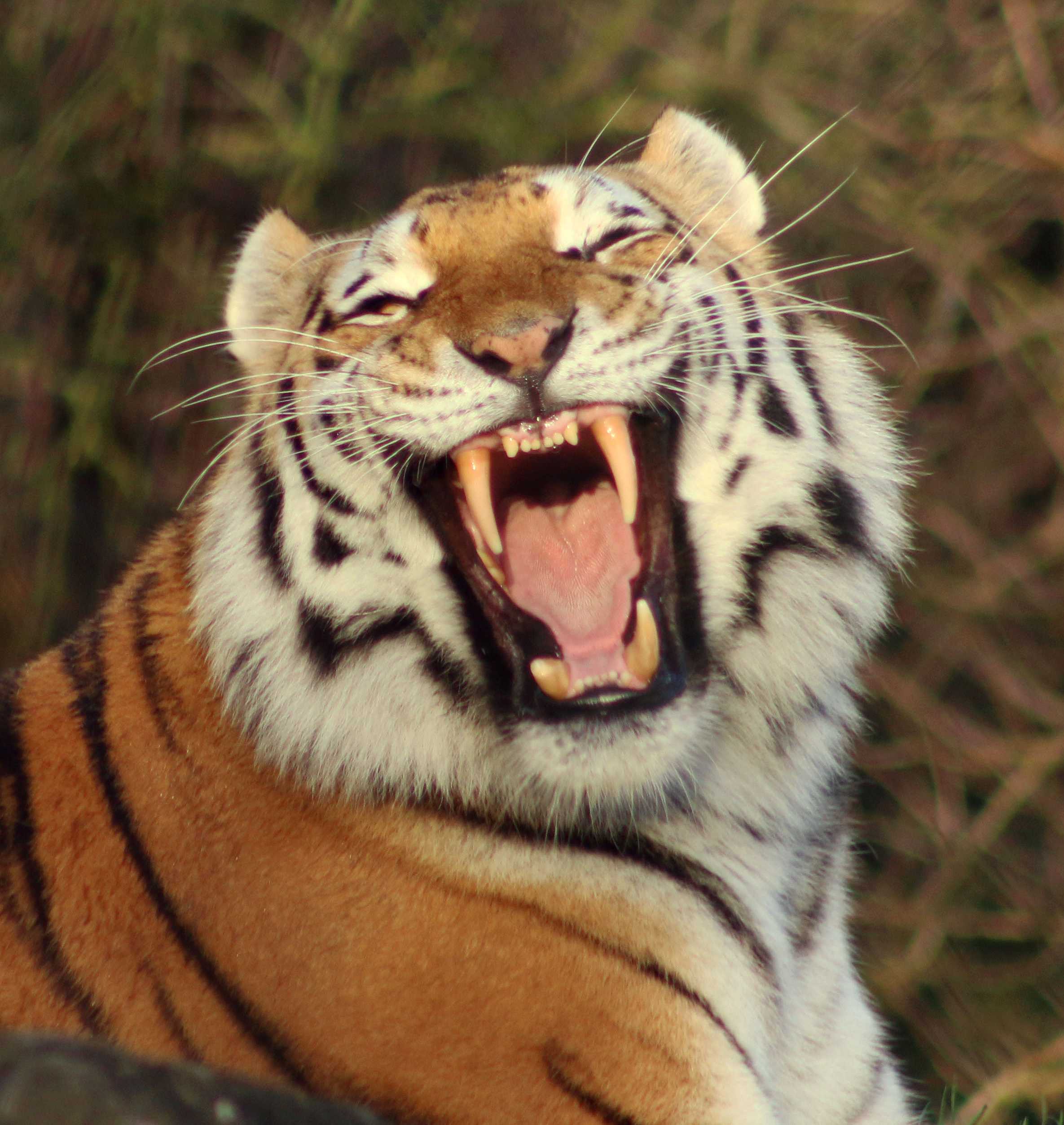 Stripey Death | Scrolller