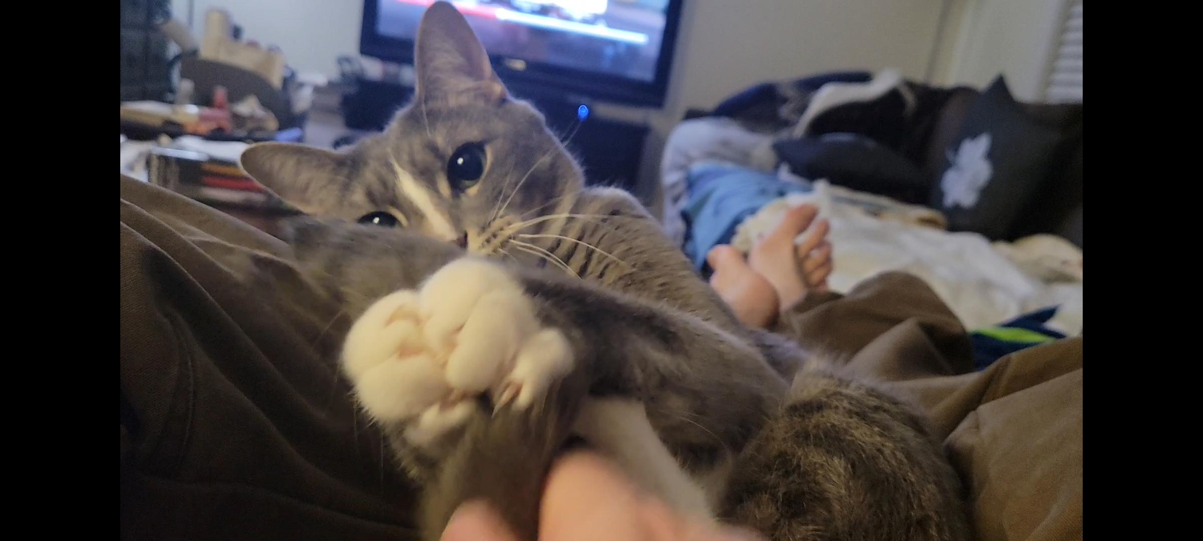 No matter how old he gets, Lucas still loves chasing his tail. | Scrolller