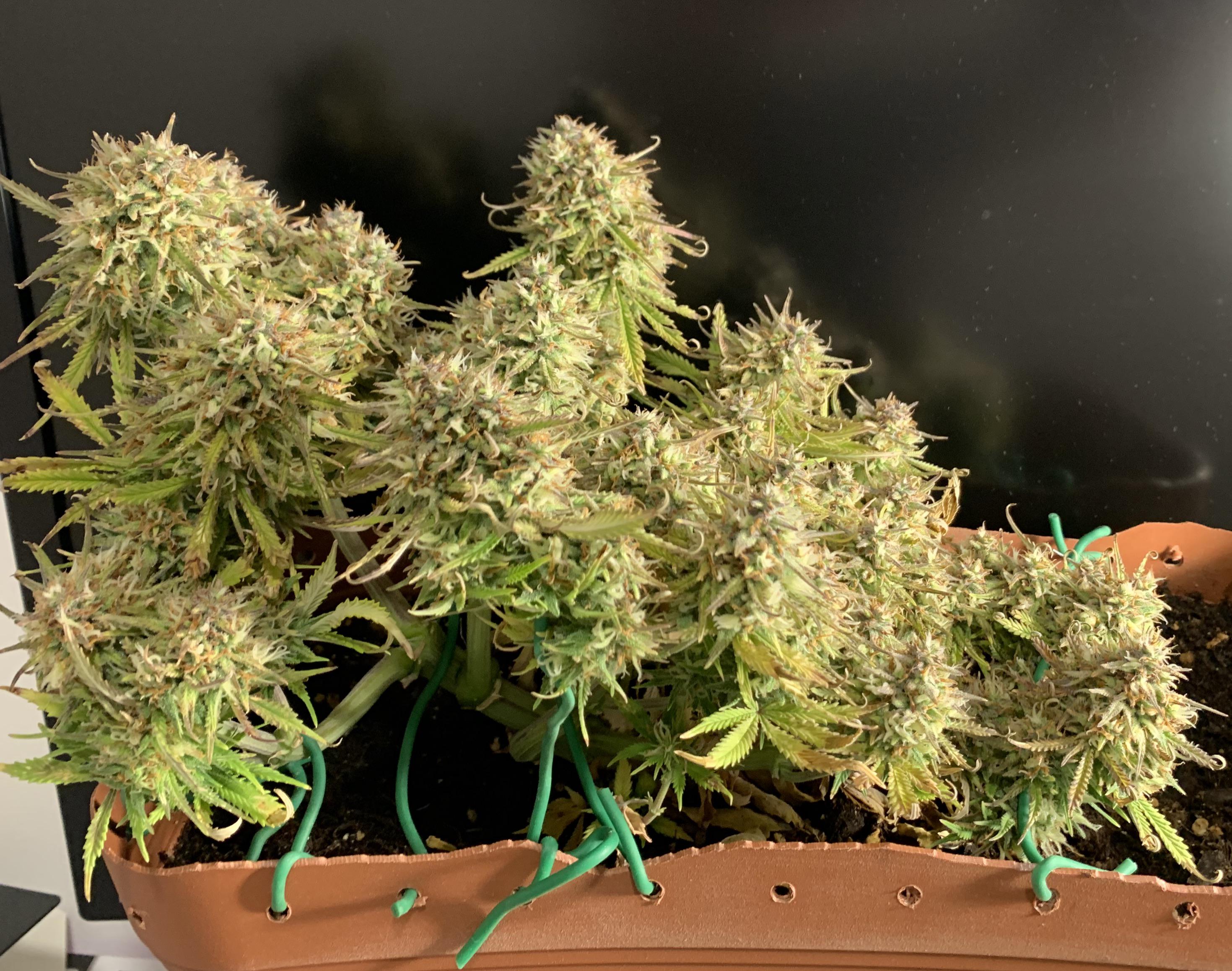 Successful PC case grow | Scrolller