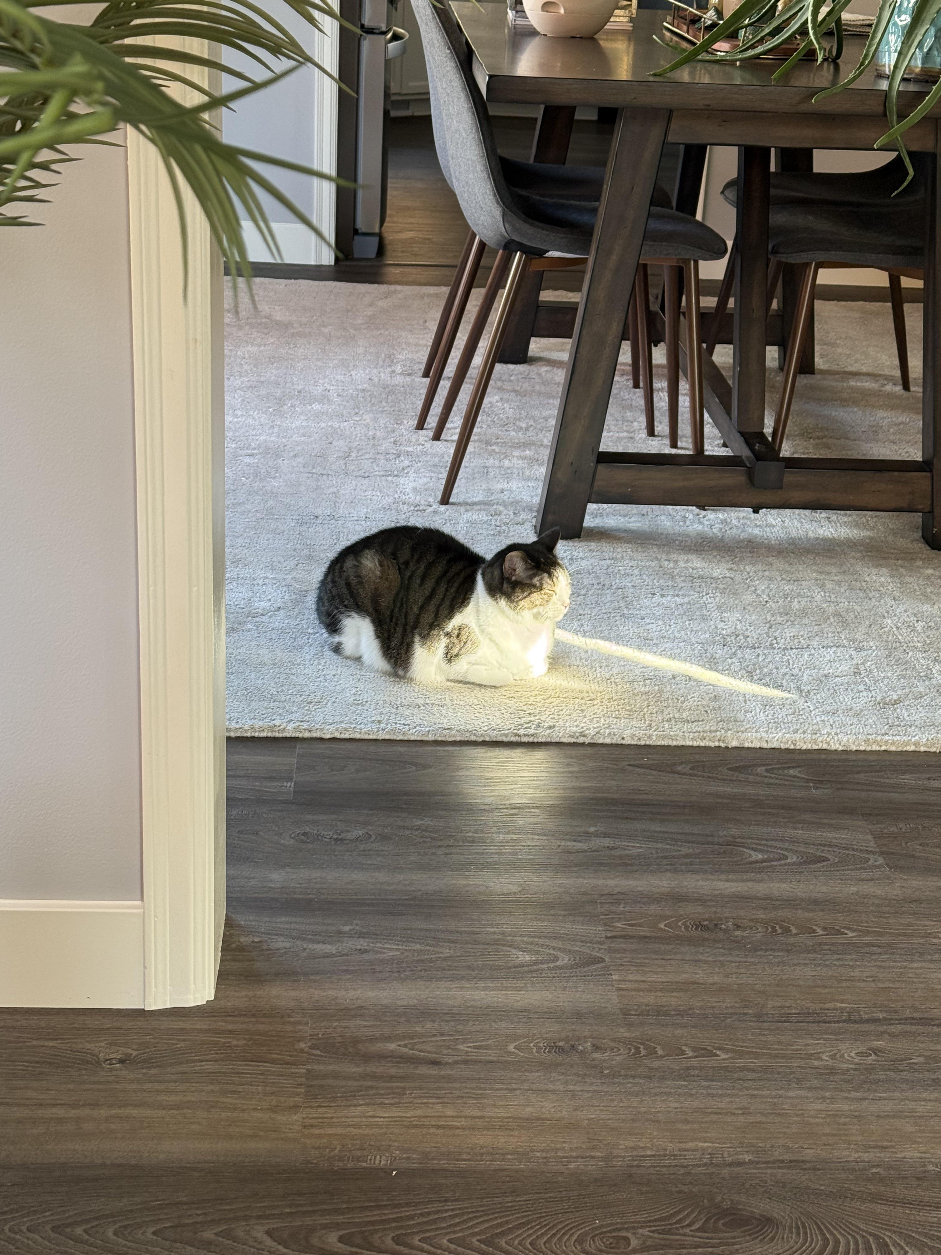 Sunbathing Catloaf | Scrolller