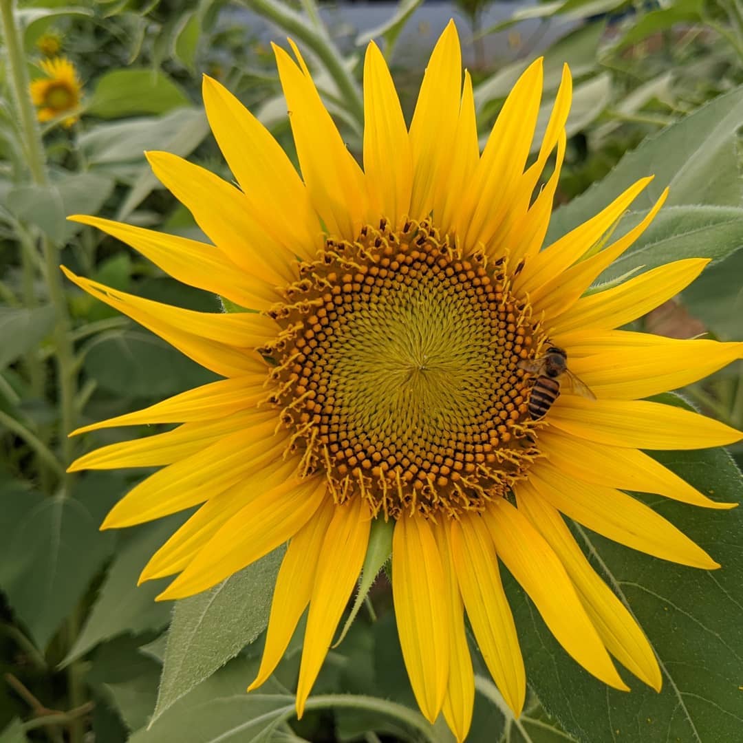 Sunflower from my farm | Scrolller