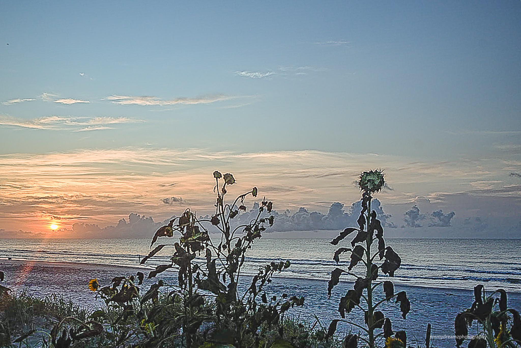 Sunrise and Sunflowers, nice combination. | Scrolller