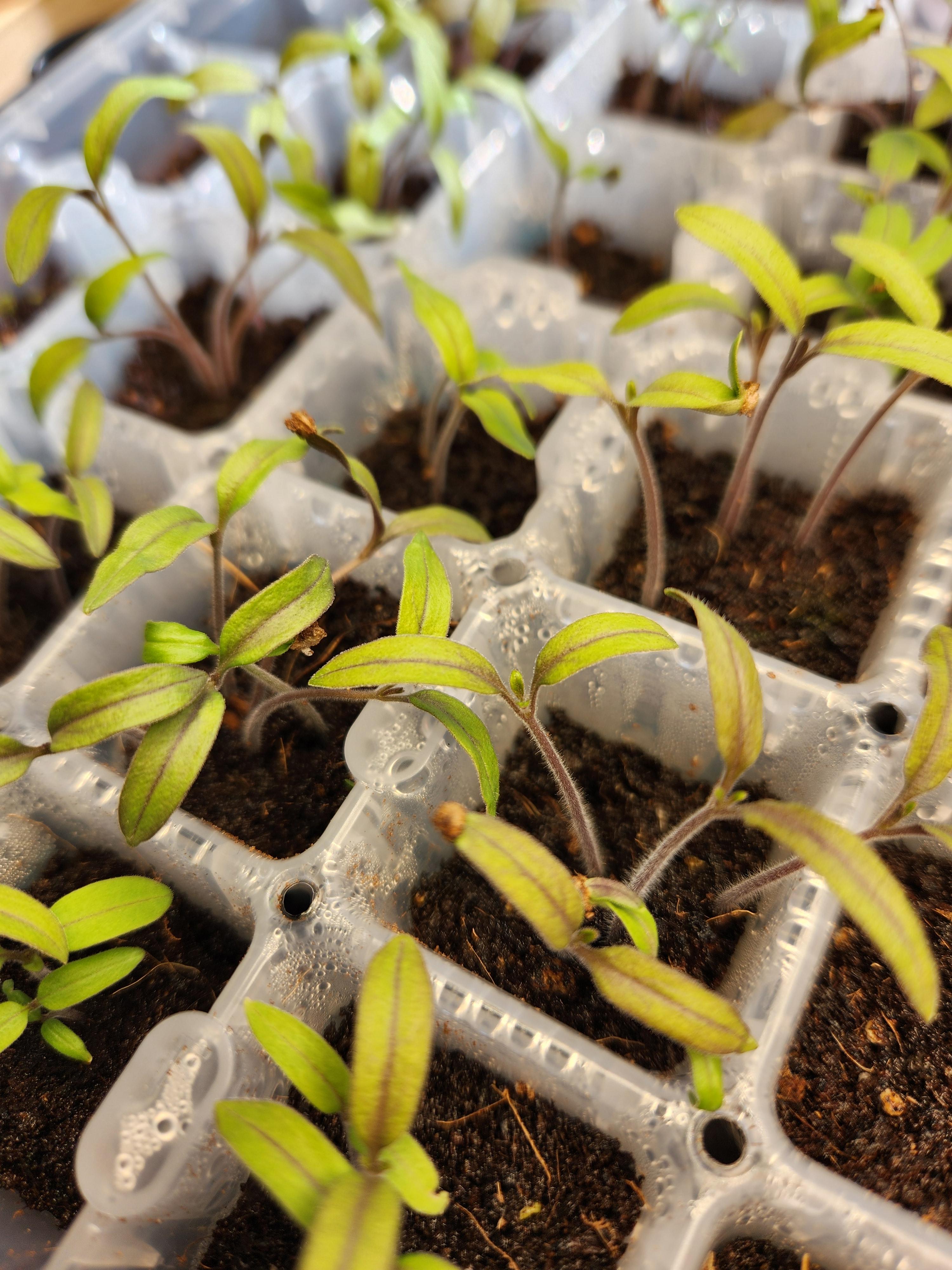 Tomato seedlings | Scrolller