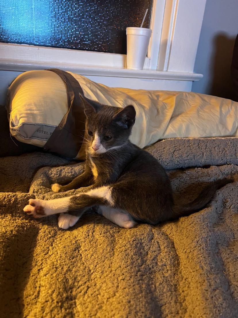 Meet Scout :) | Scrolller