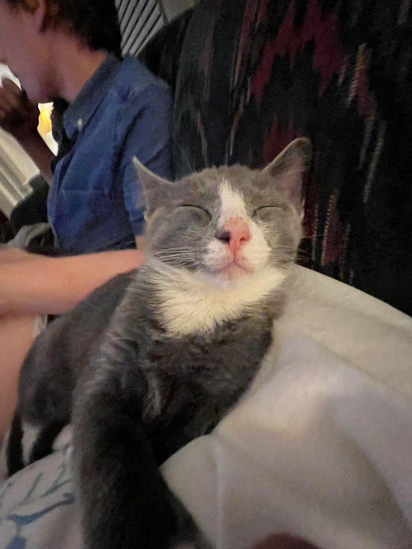 Meet Scout :) | Scrolller