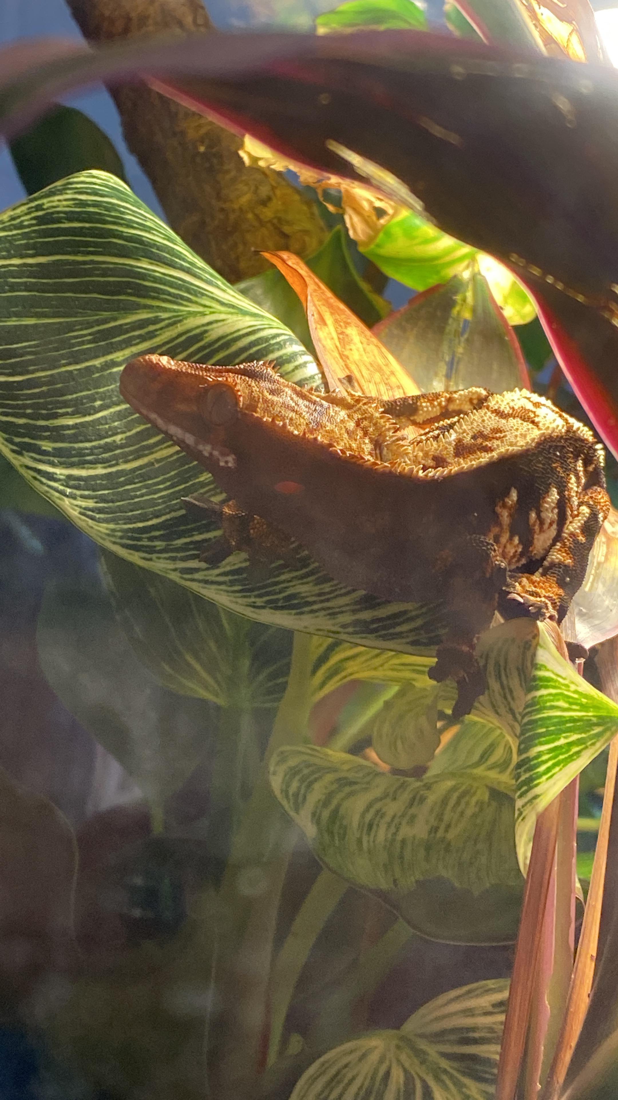 Pp the crested gecko | Scrolller
