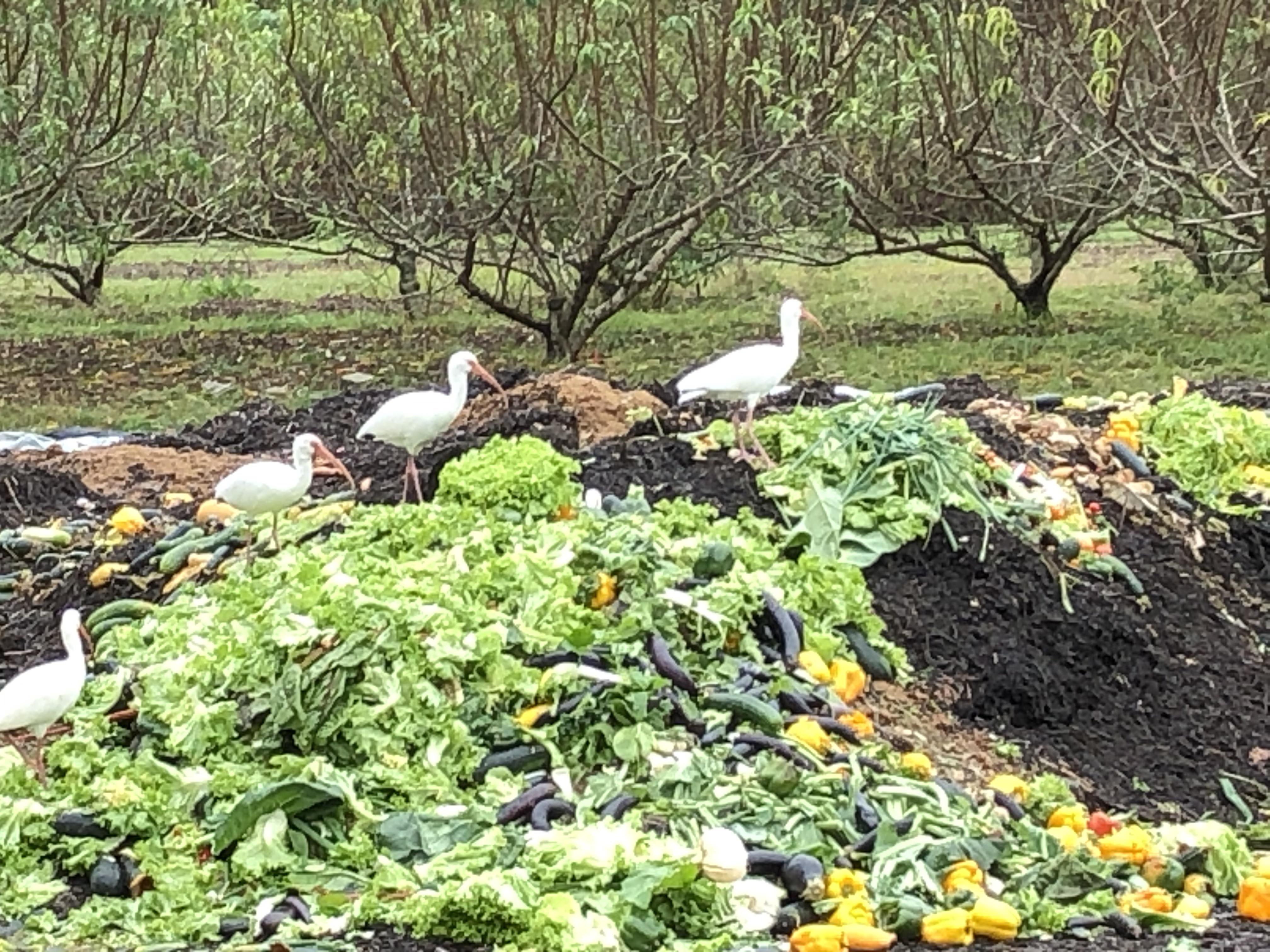 Swamp Chickens on the compost | Scrolller
