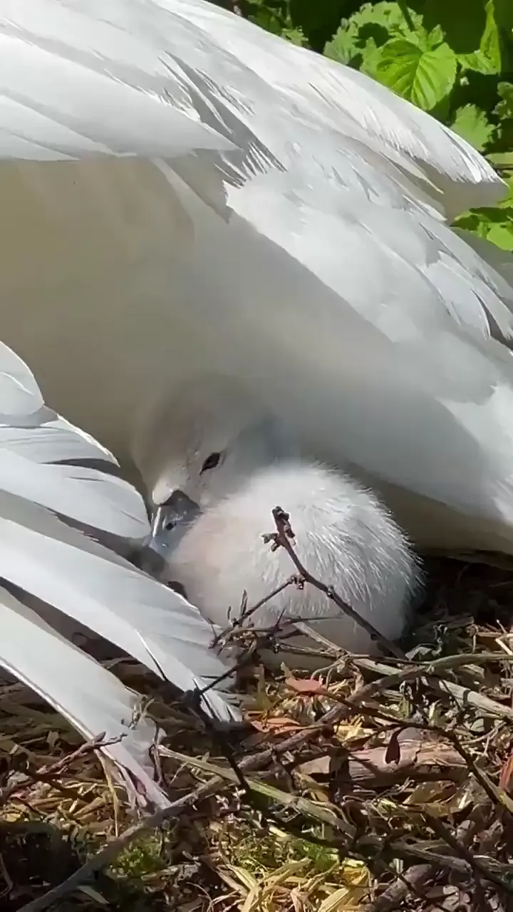 Swan Cygnet Taking Shelter Under Mom's Wing | Scrolller
