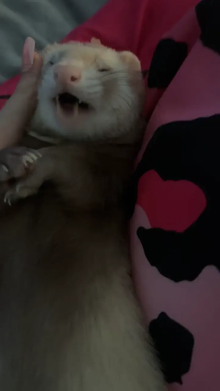 Sweet boy ️ | Scrolller