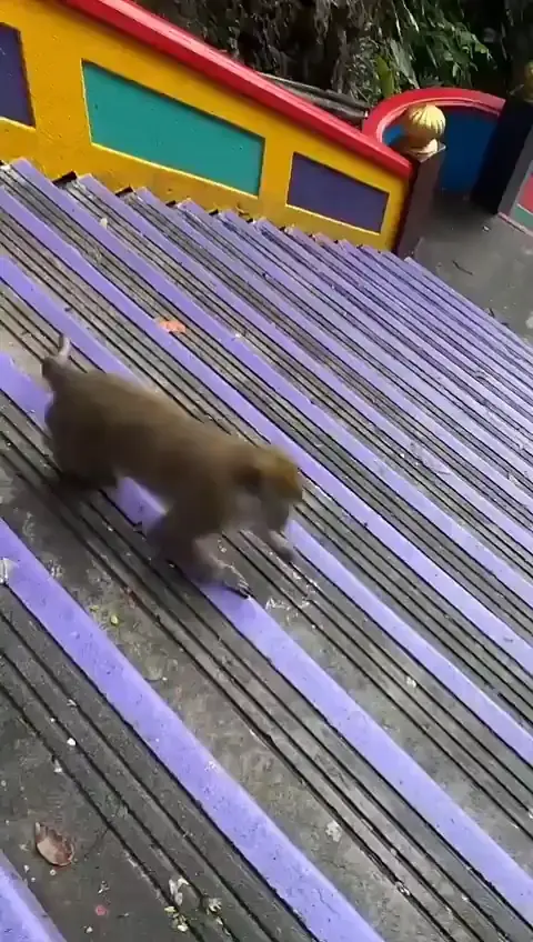 Sweet Monkeys | Scrolller