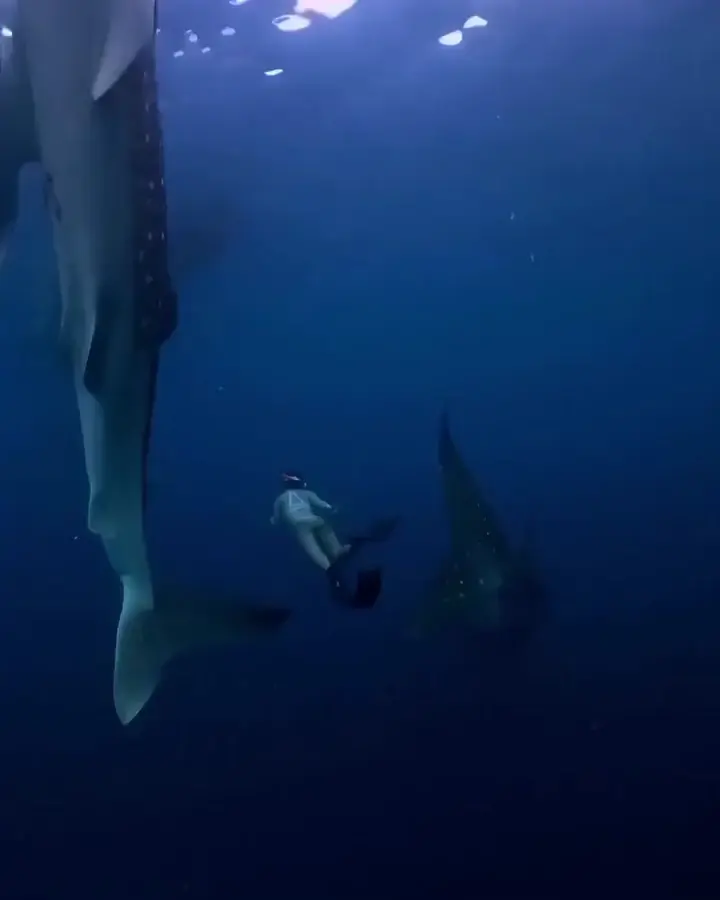 Swim with huge sharks and bottomless dark sea. | Scrolller