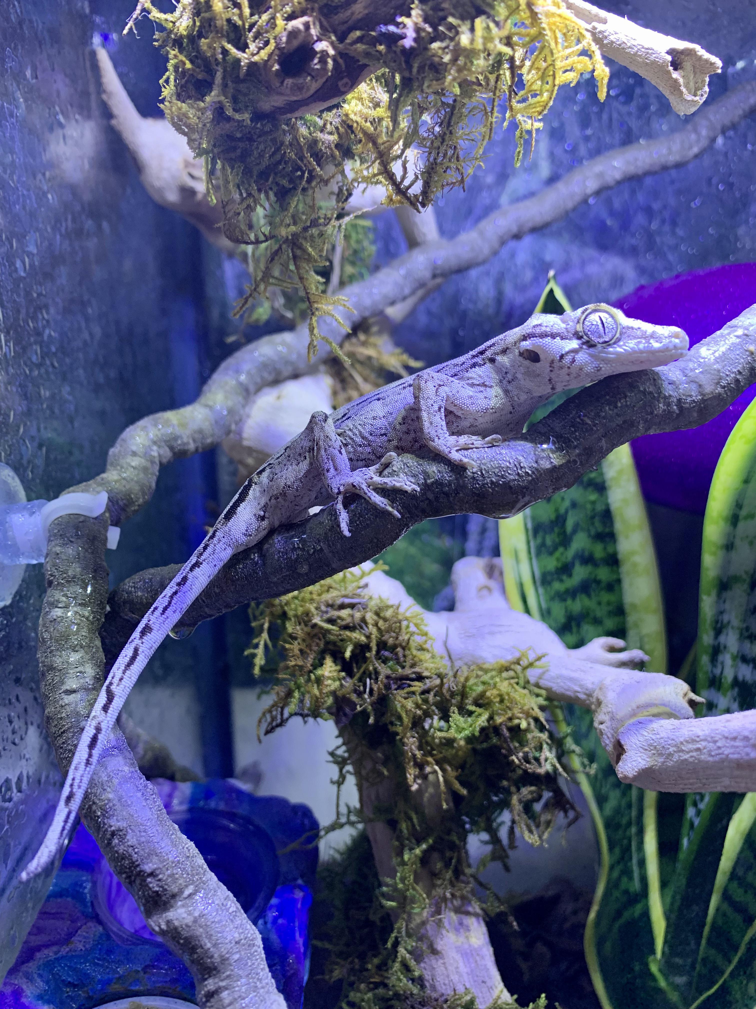 My handsome gargoyle Jet 🤍 | Scrolller