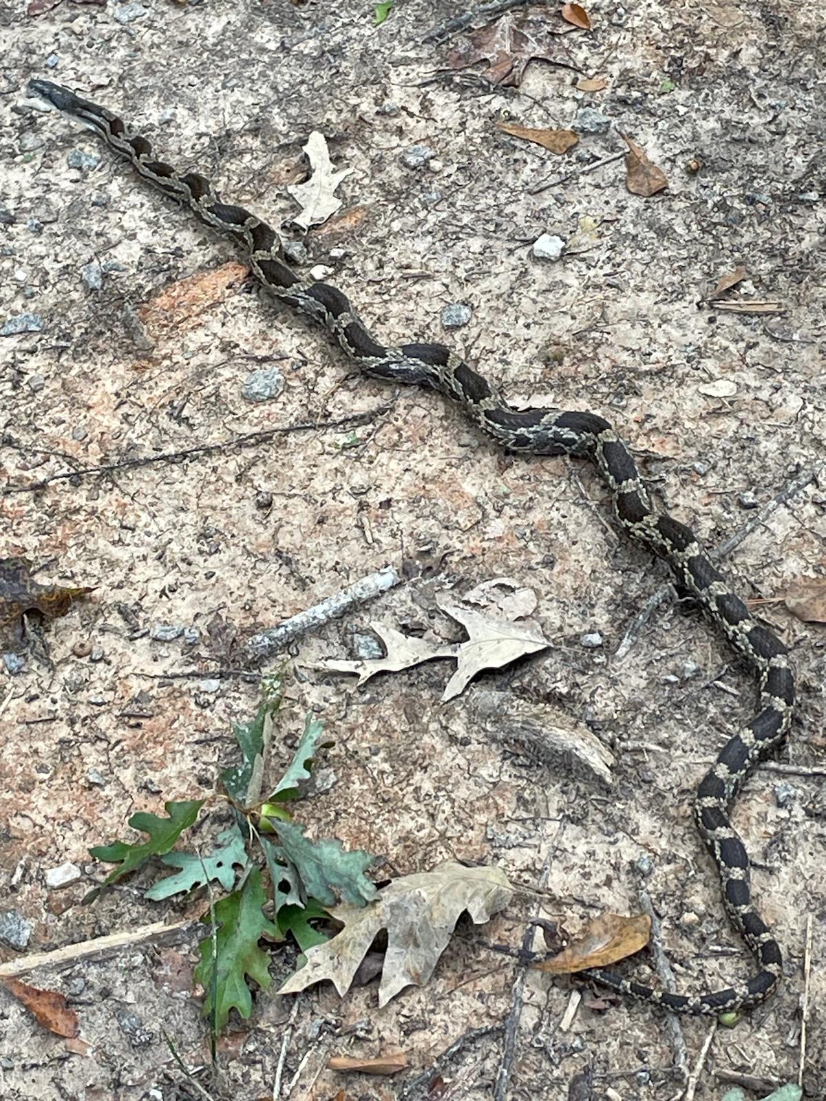 Rat snake? | Scrolller