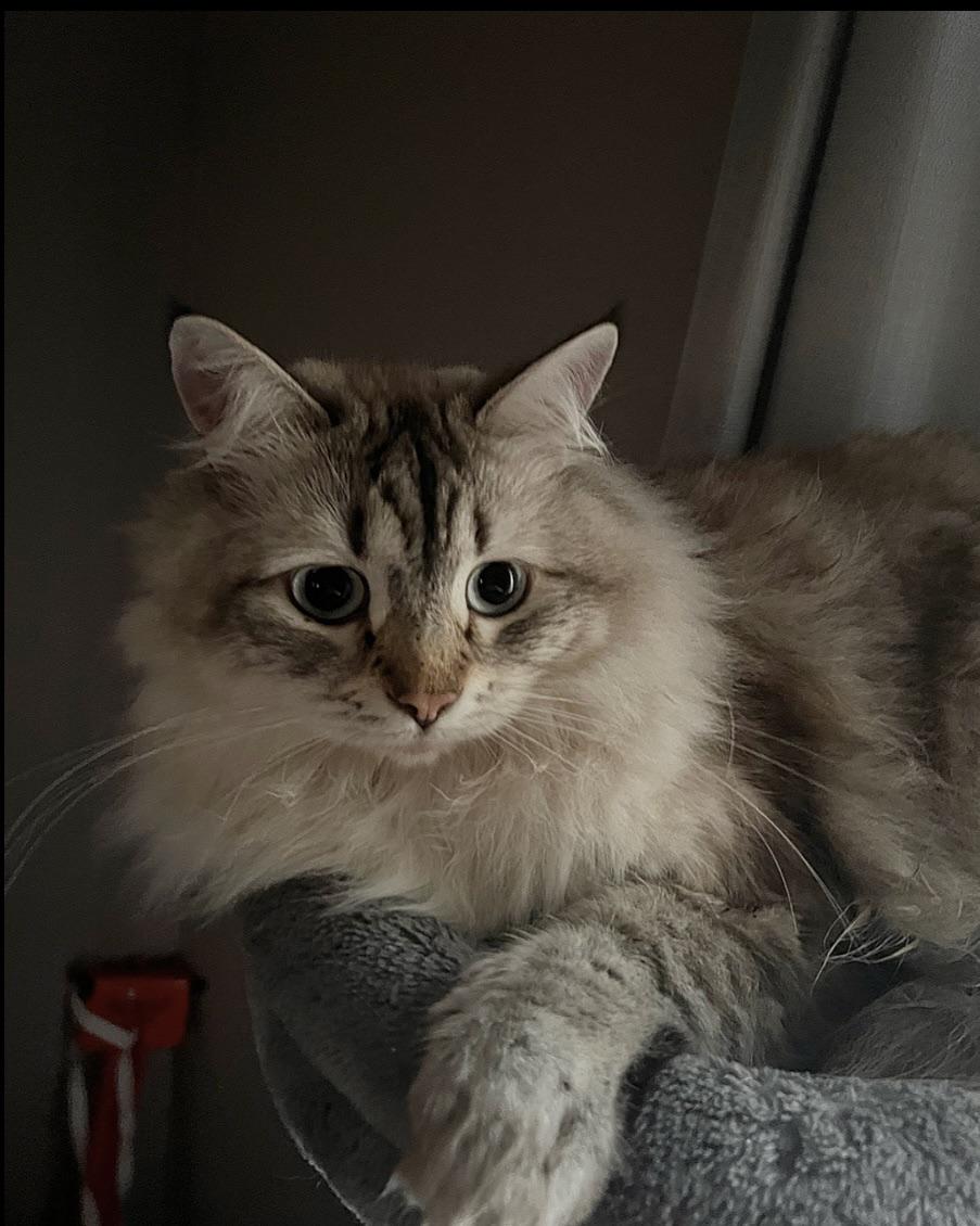 Meet cloud | Scrolller