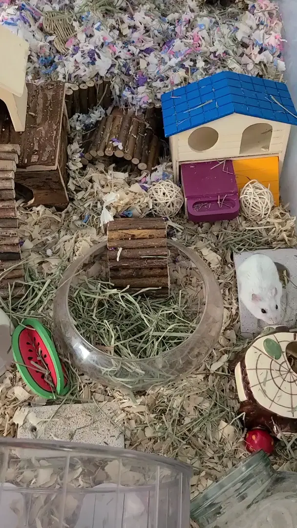 Sylvester doing sylvester things | Scrolller