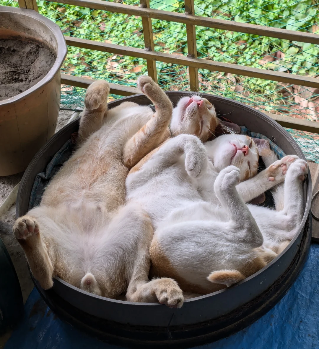 Synchronized napping level: Expert | Scrolller