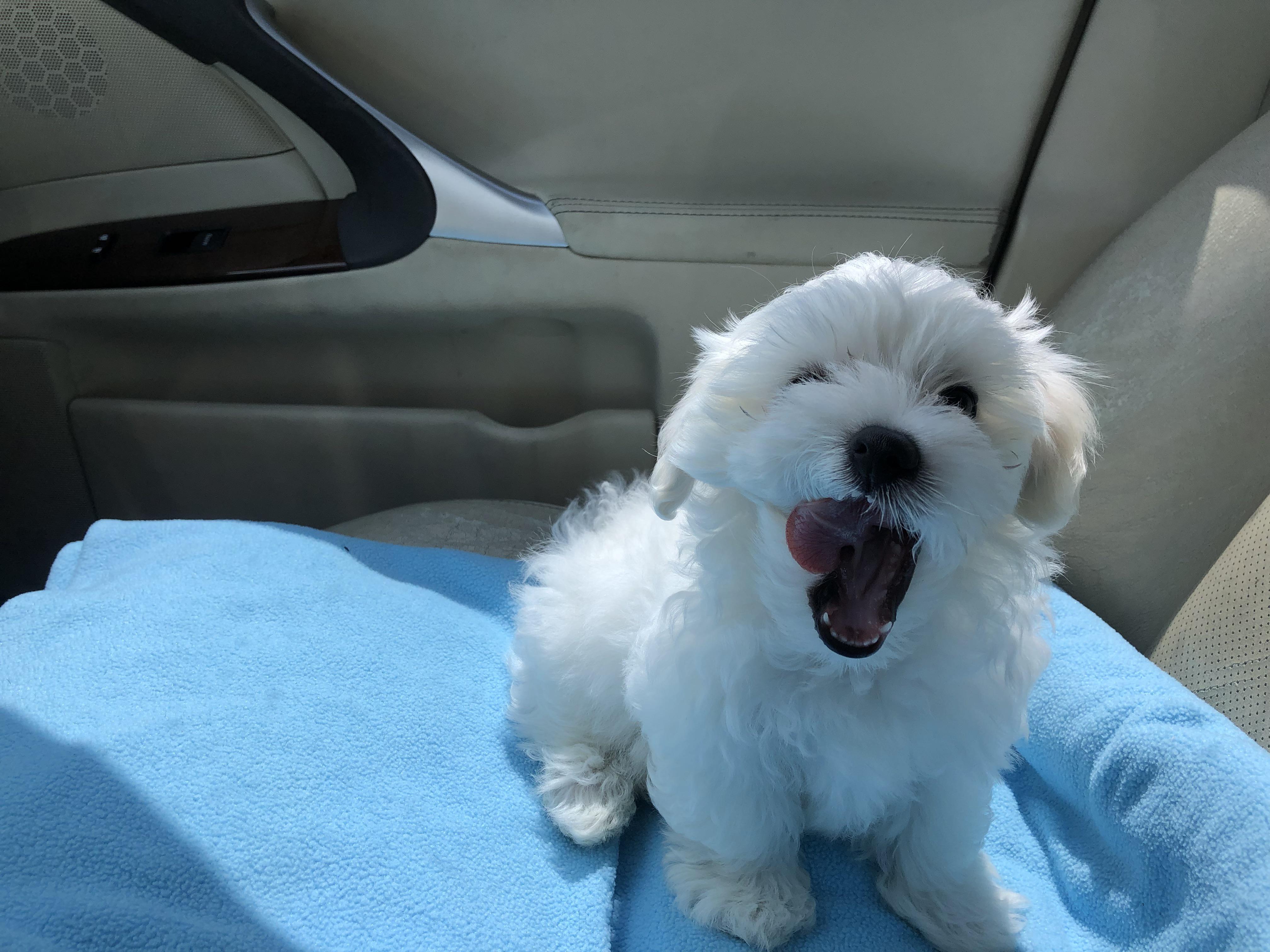 Leo’s been posing since he was a couple months old 😎 | Scrolller