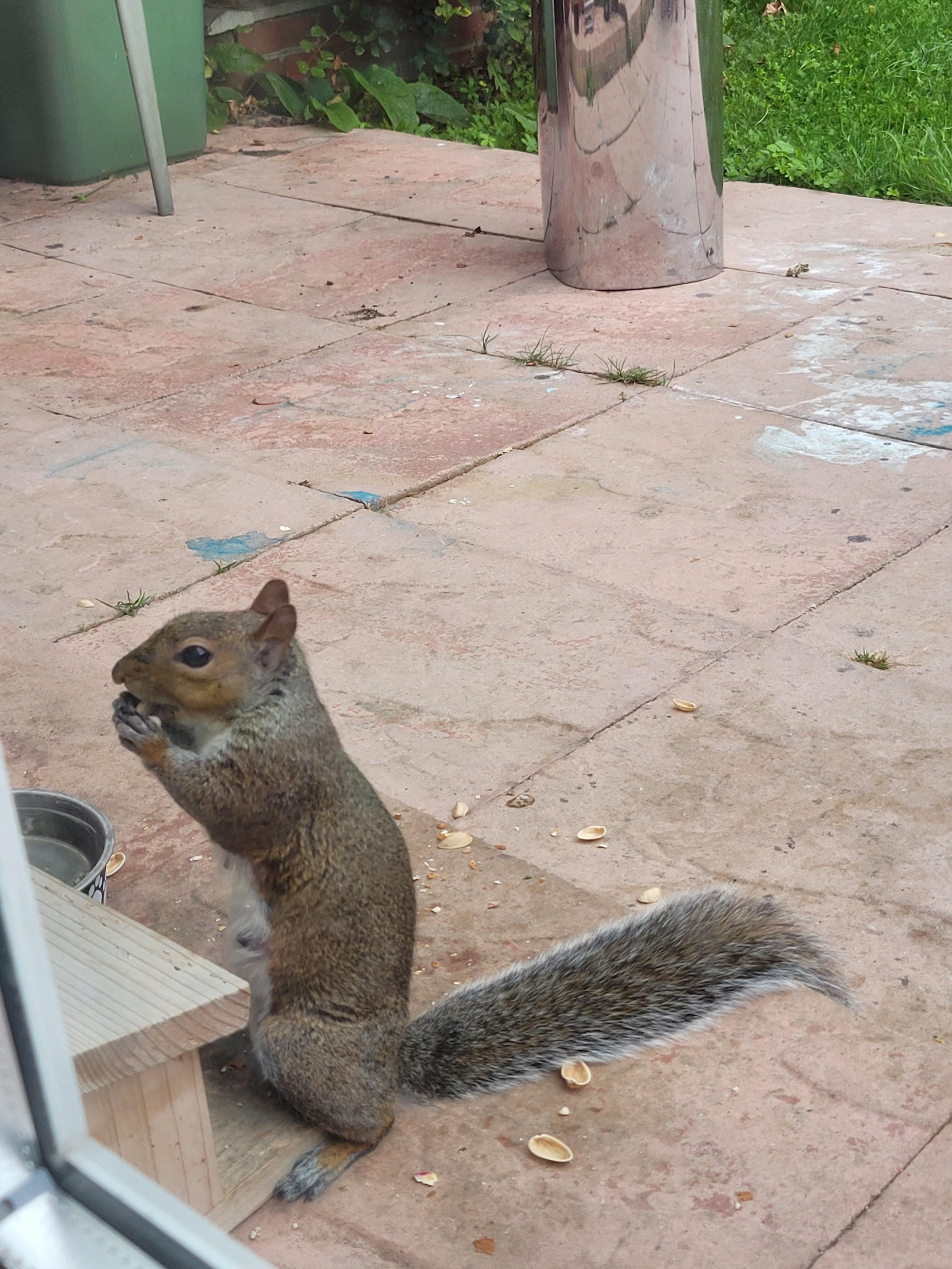 Rocket Standing Tall | Scrolller